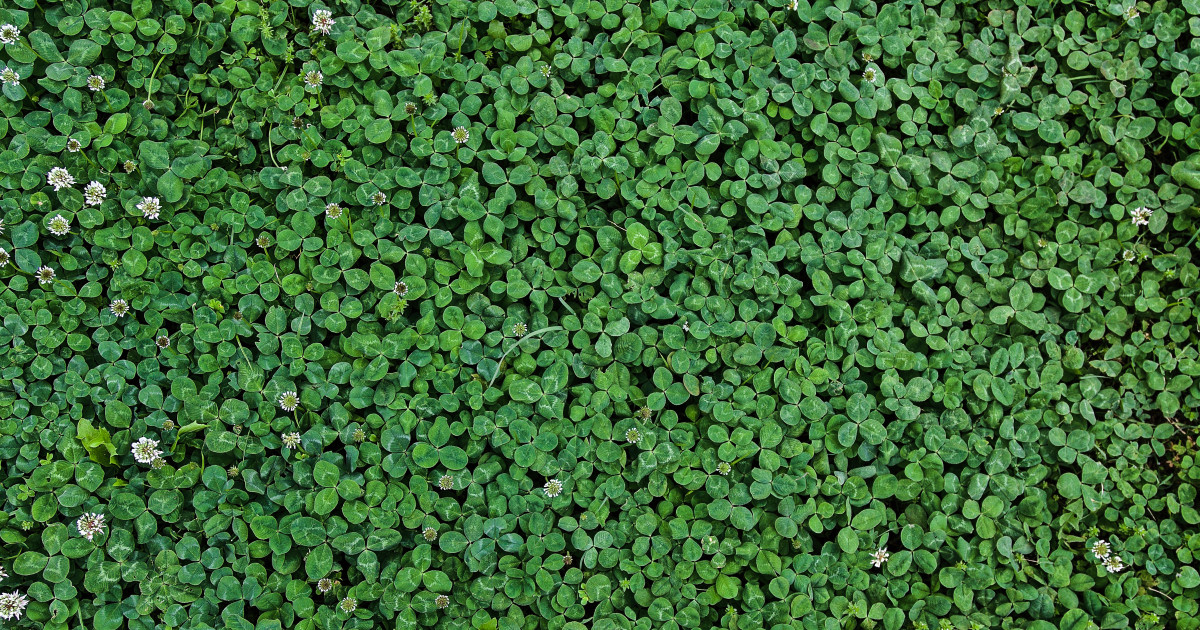 The Benefits of Clover Lawns Are Infinite - Dengarden