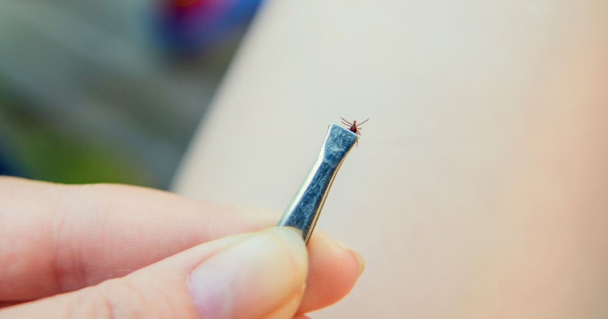 This Tick Test Kit Tells You If That Bite Is Dangerous - Dengarden
