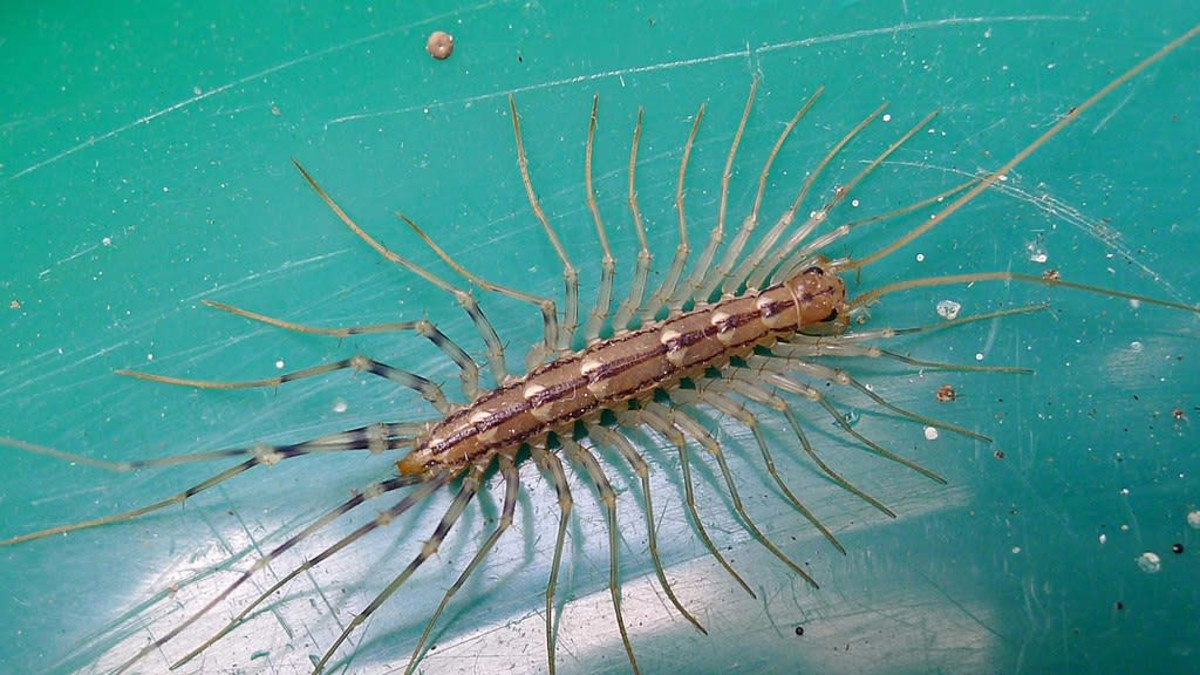 giant centipedes bite