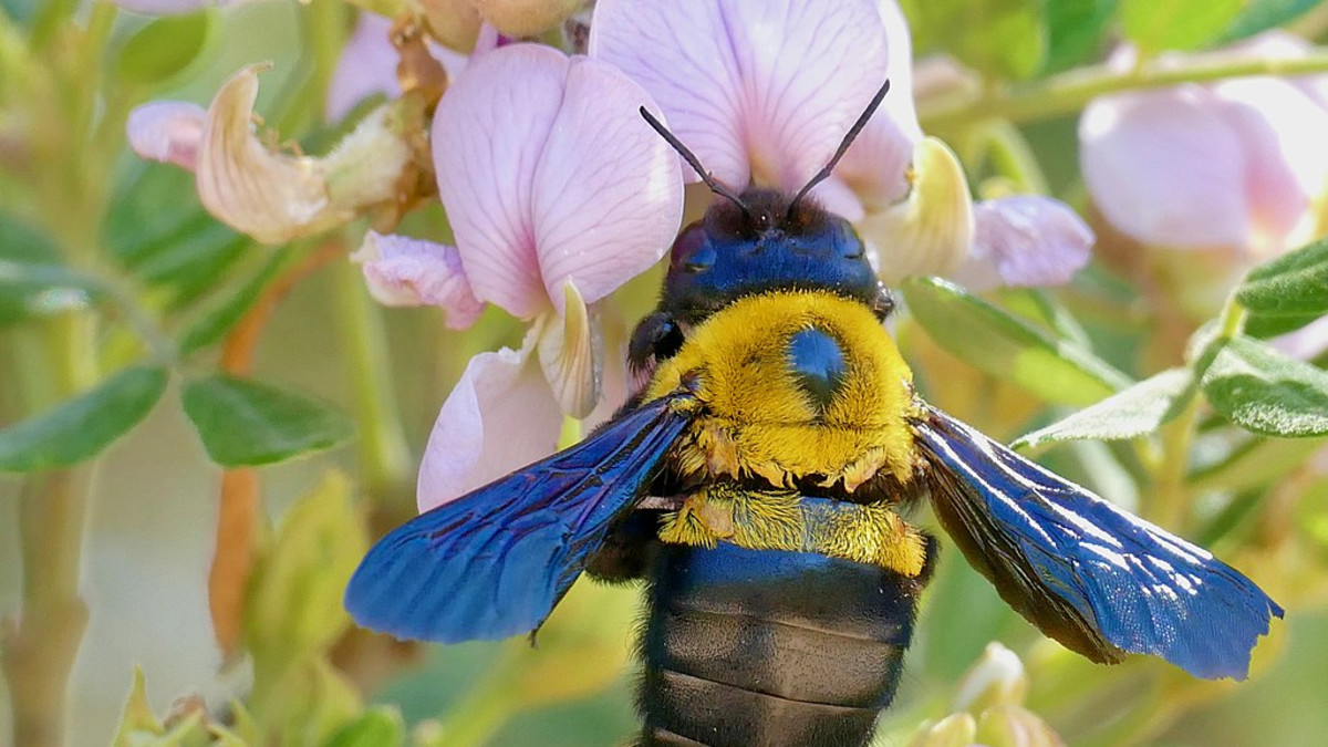 carpenter bee blue