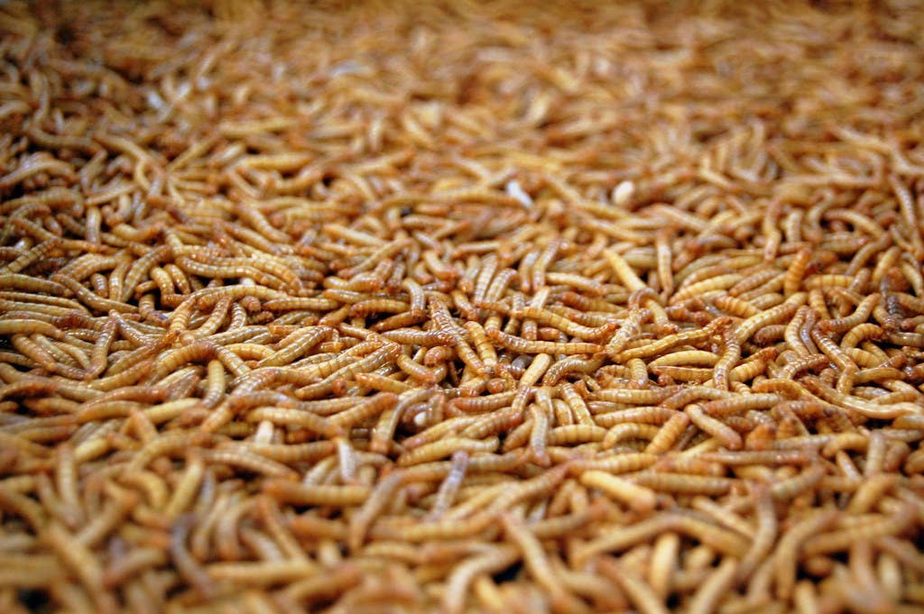 What Are Maggots? How Can You Get Rid of Them? - Dengarden