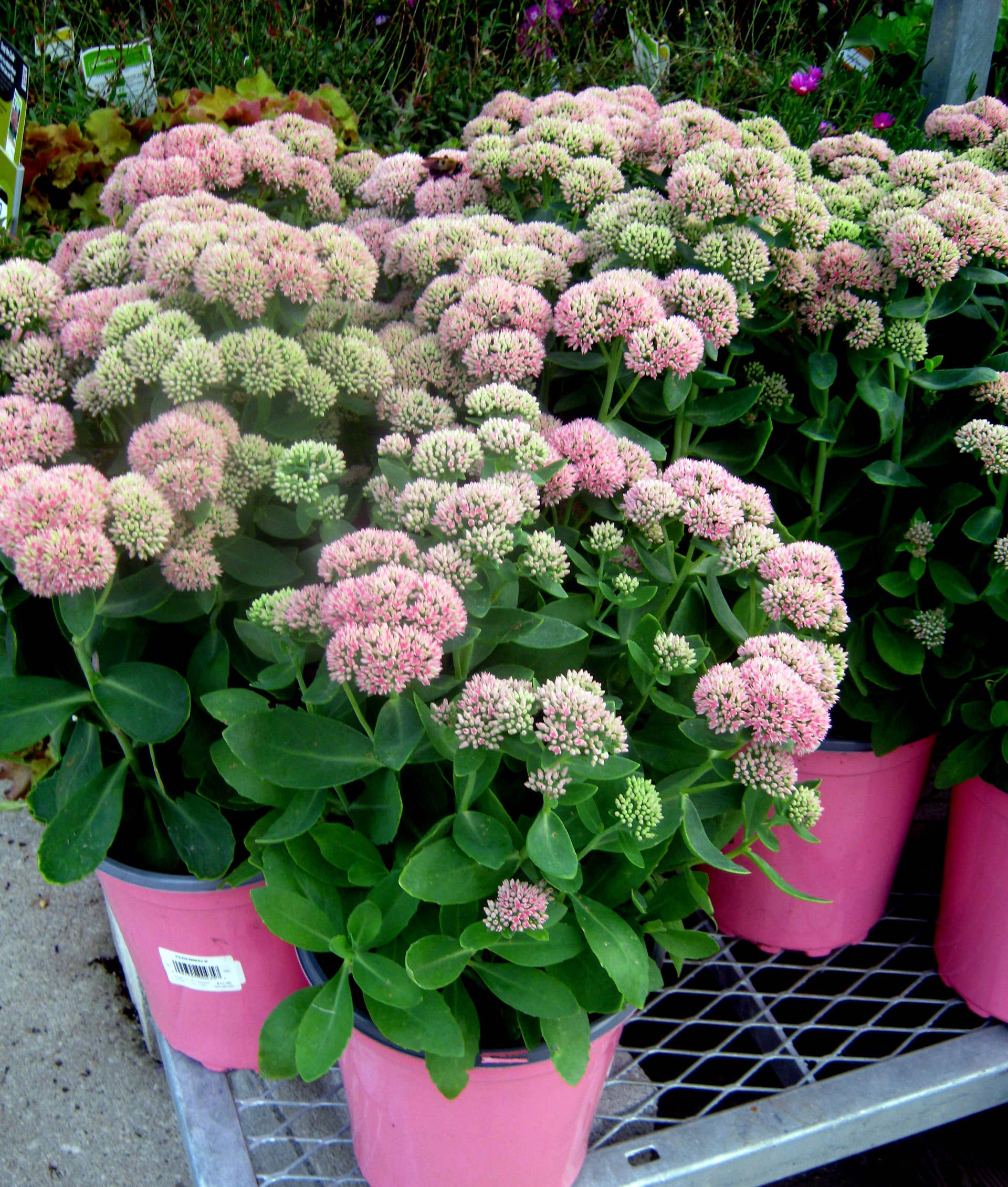Fall Flowers: 11 Late-Blooming Perennials and Shrubs - Dengarden