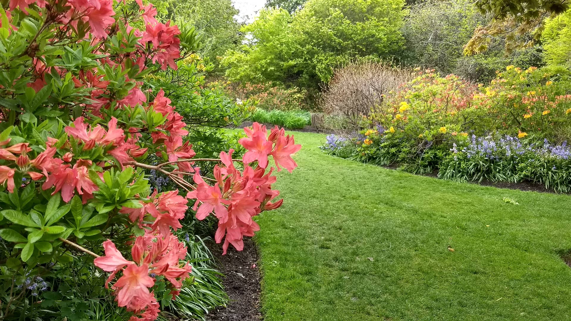 Best Border Flowers: 10 Options for the Edge of Your Garden - Dengarden
