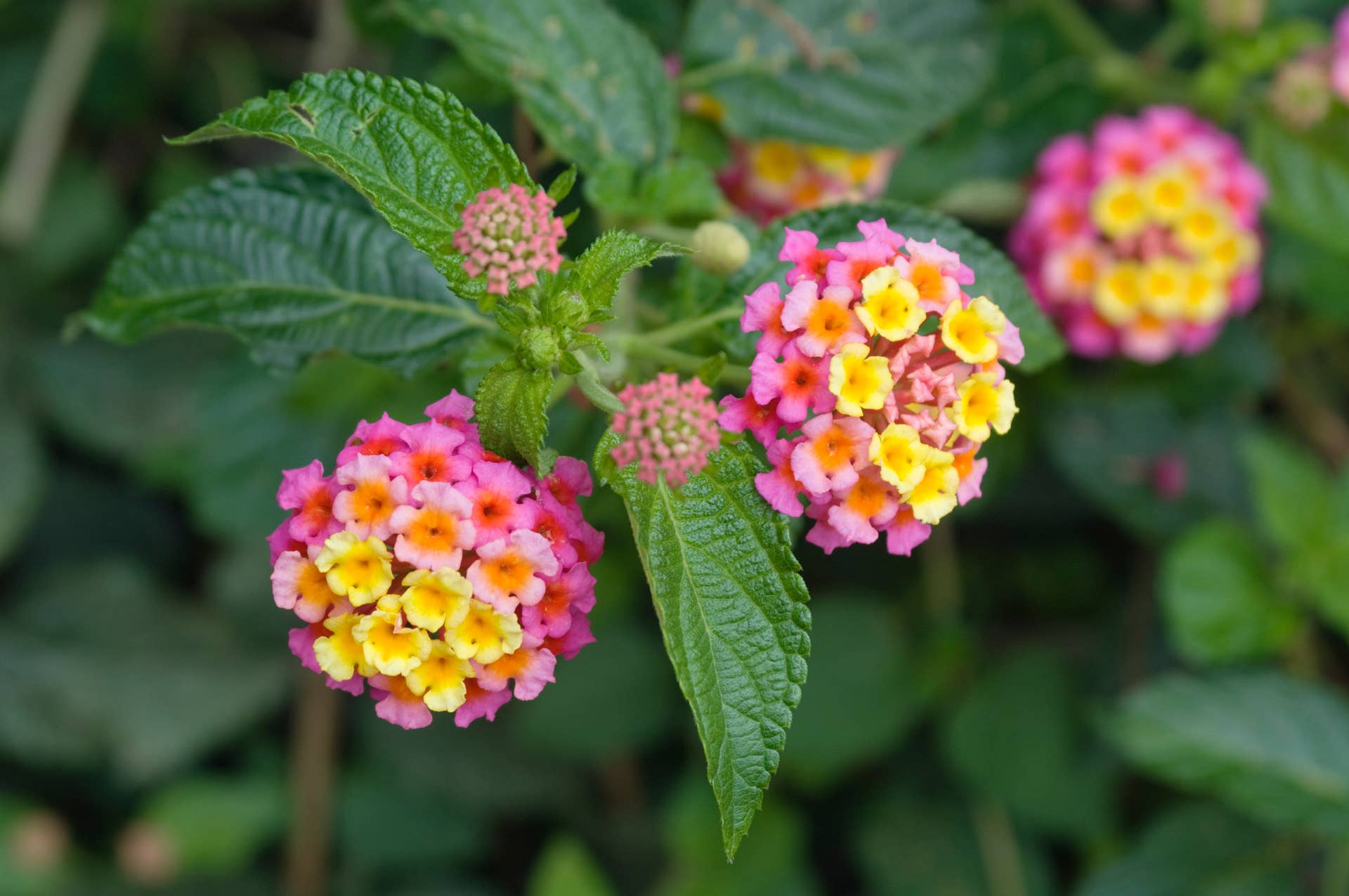 Best Border Flowers: 10 Options for the Edge of Your Garden - Dengarden