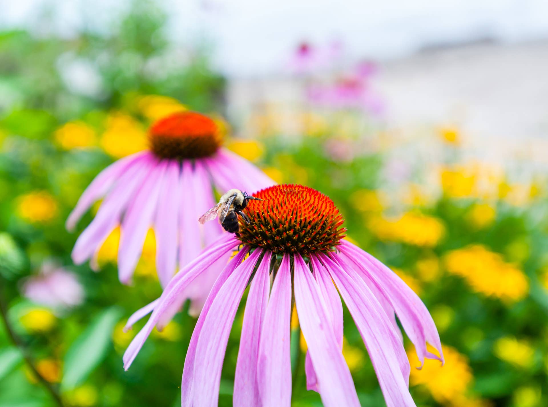 Build the Ultimate Pollinator Garden With These 5 Flowers