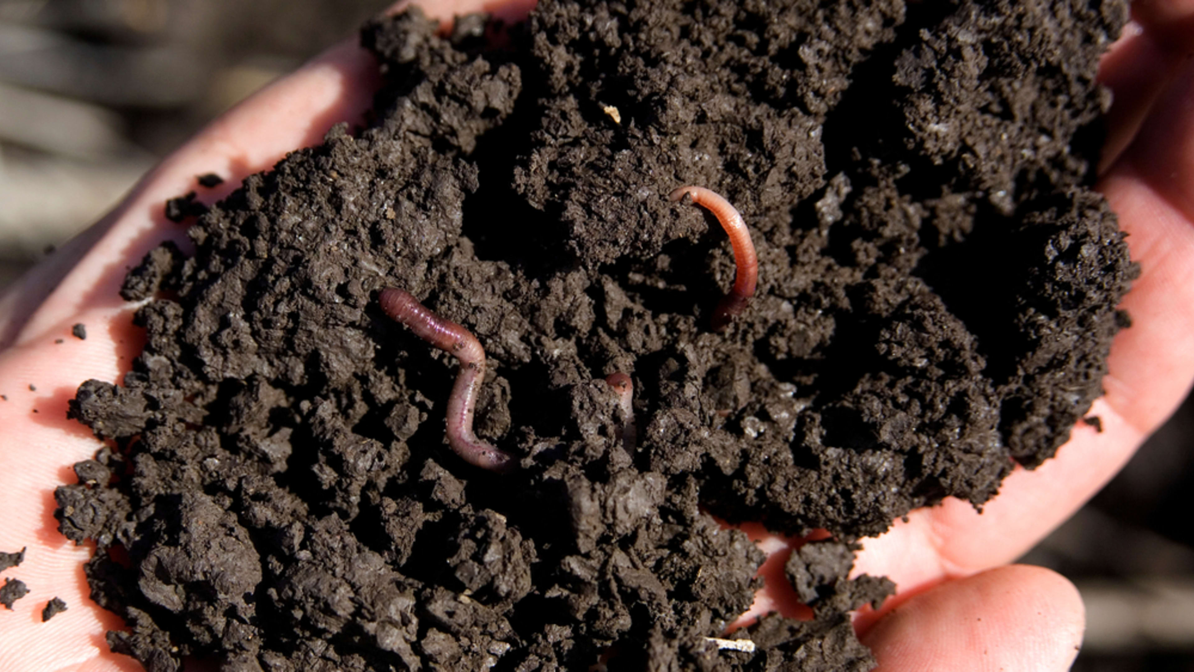 How to Make Your Own Worm Farm from Kitchen Scraps