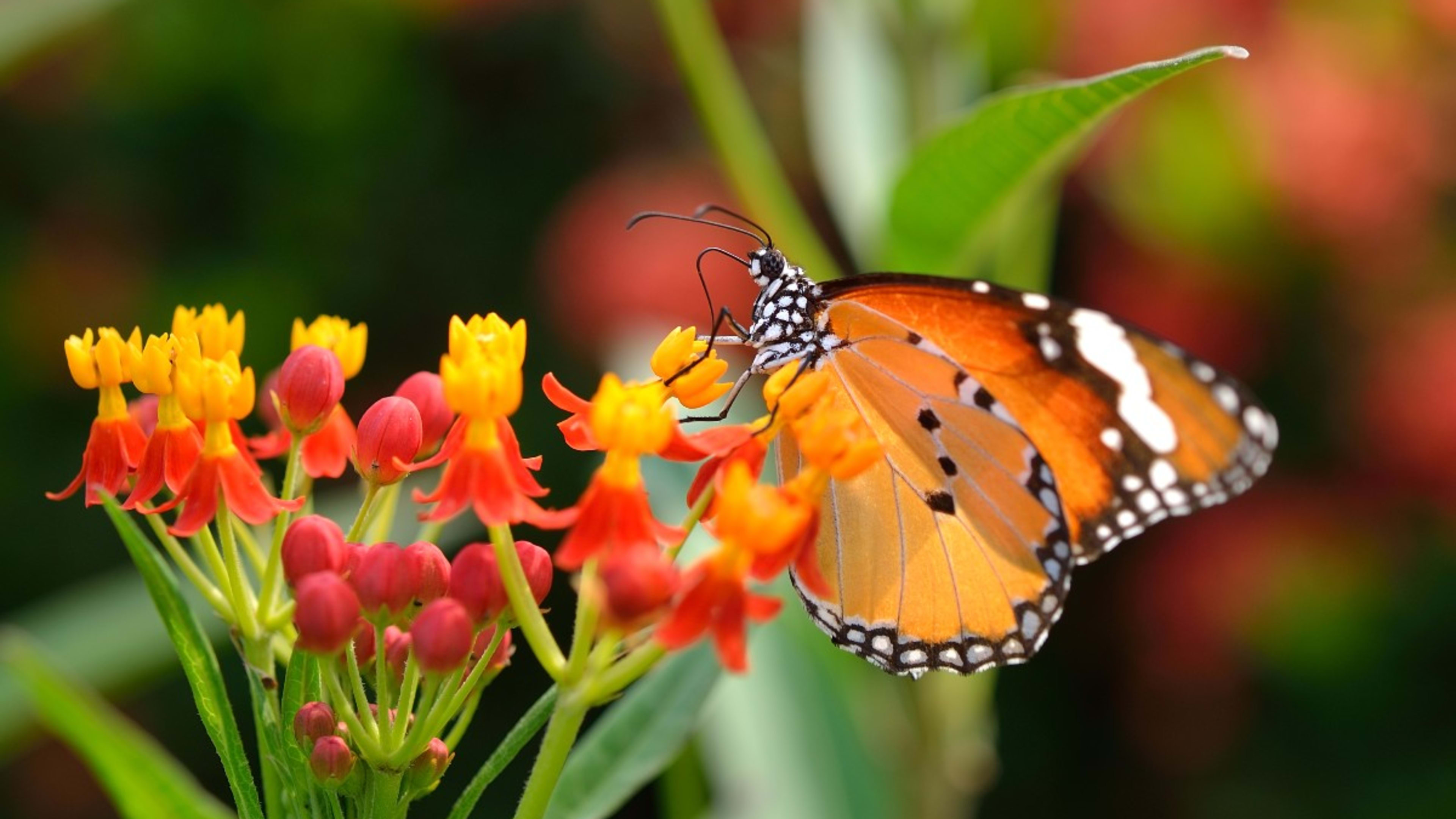 Can Milkweed Help Save Monarch Butterflies? Here's What You Need to Know