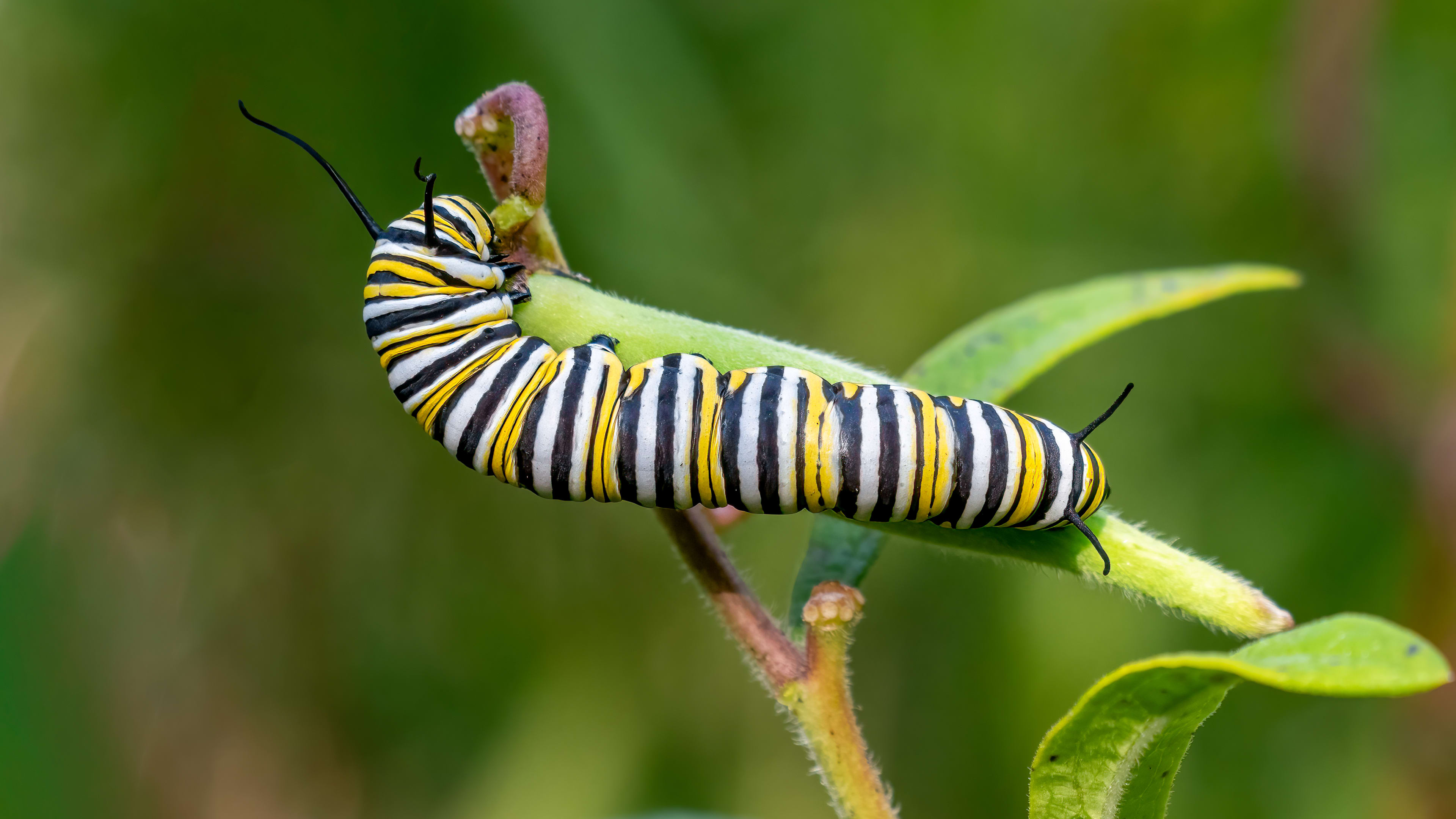 How to Identify and Control Sawflies in Your Garden
