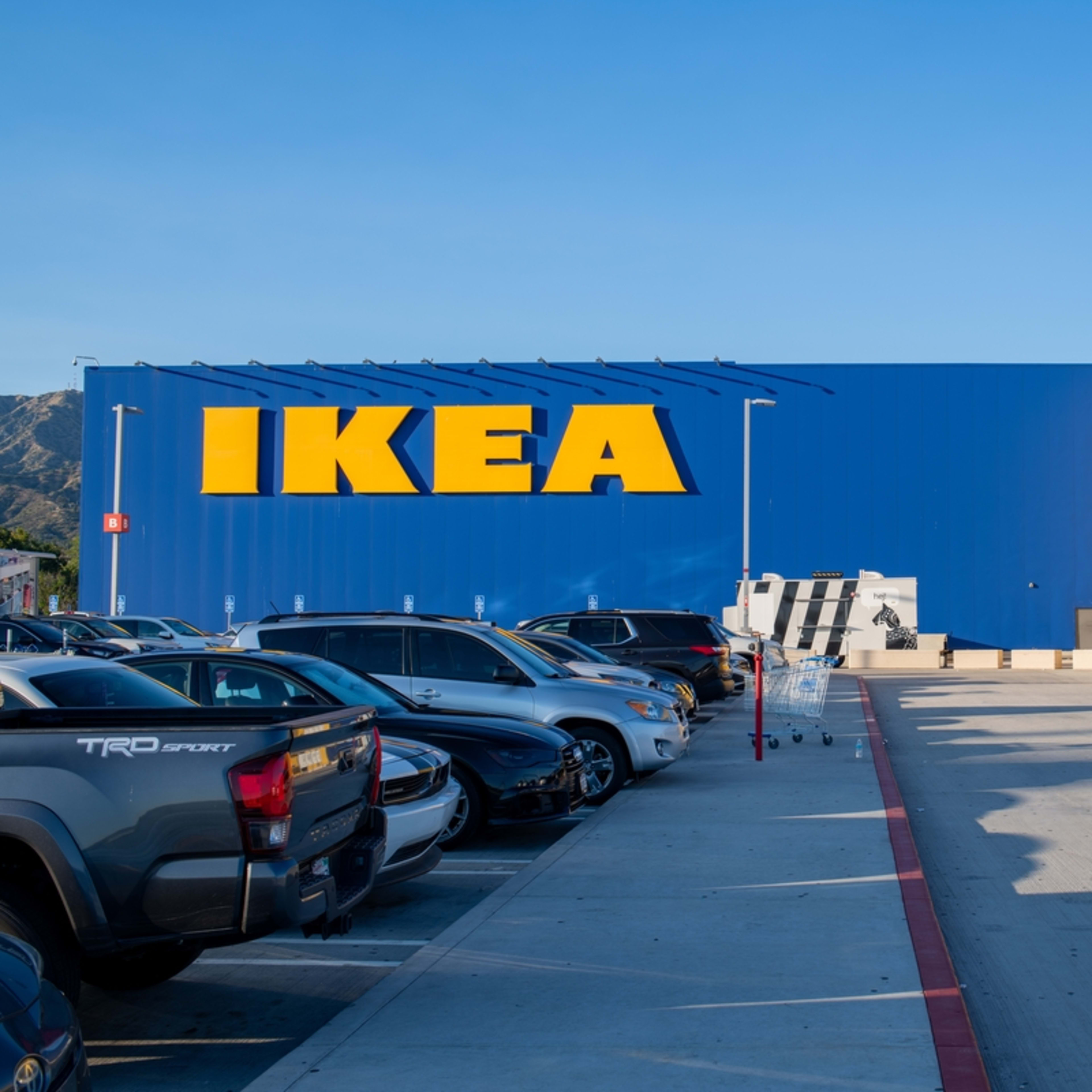 How to Grow and Care for Yucca Plants - Dengarden