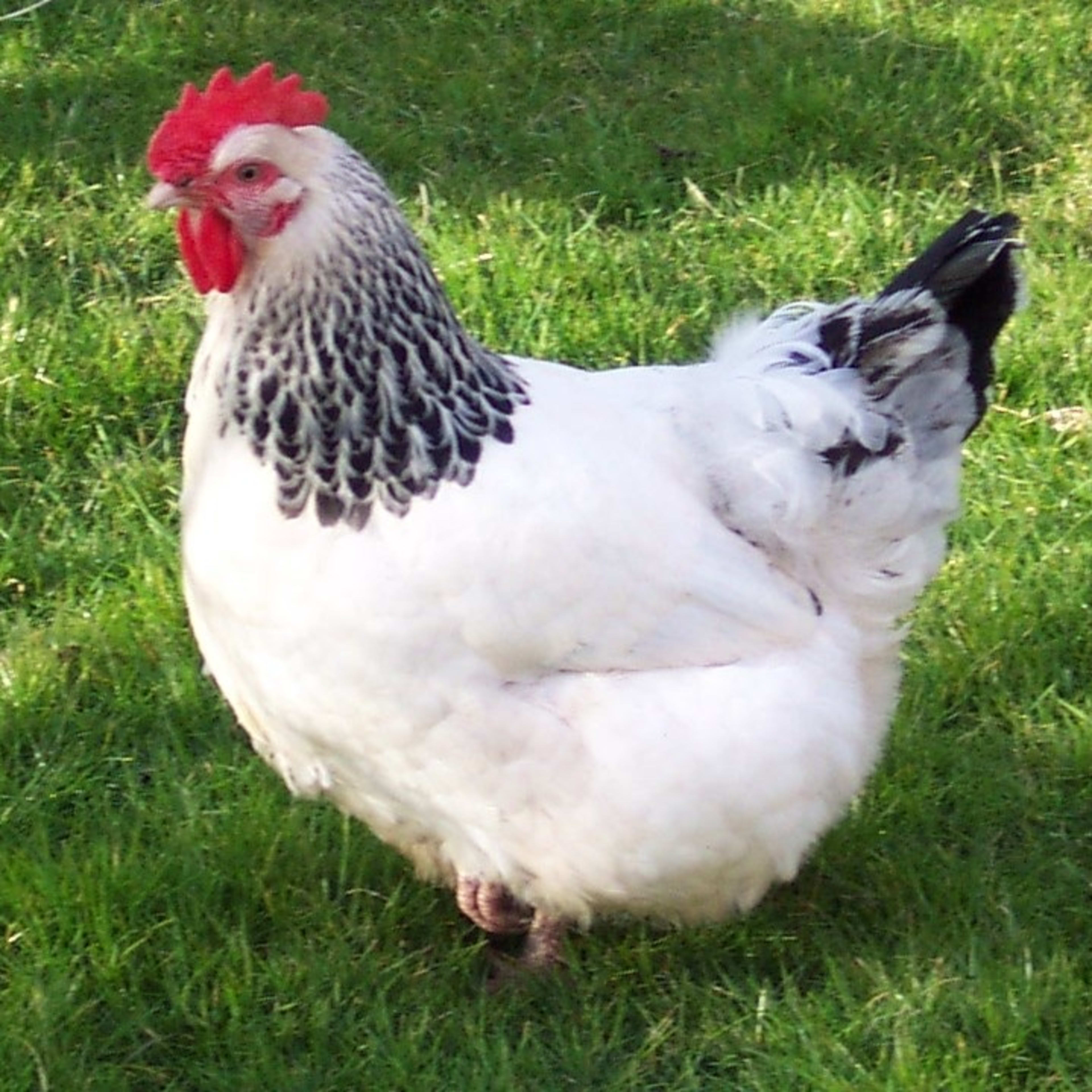 Advantages and Disadvantages of Featherless (Naked) Chickens - Dengarden