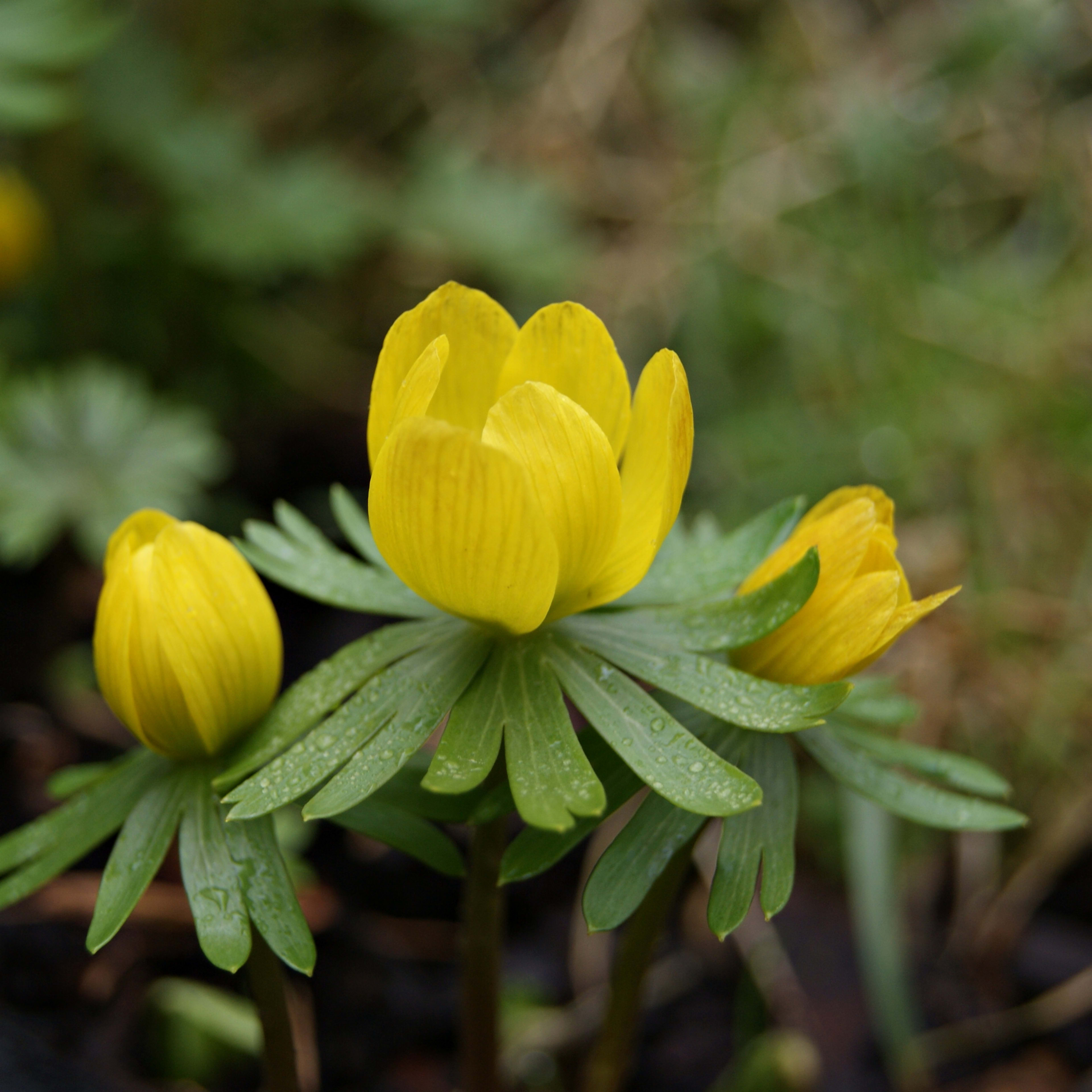 How to Dig Up Gladiolus Bulbs Before Frost Hits According to Experts ...