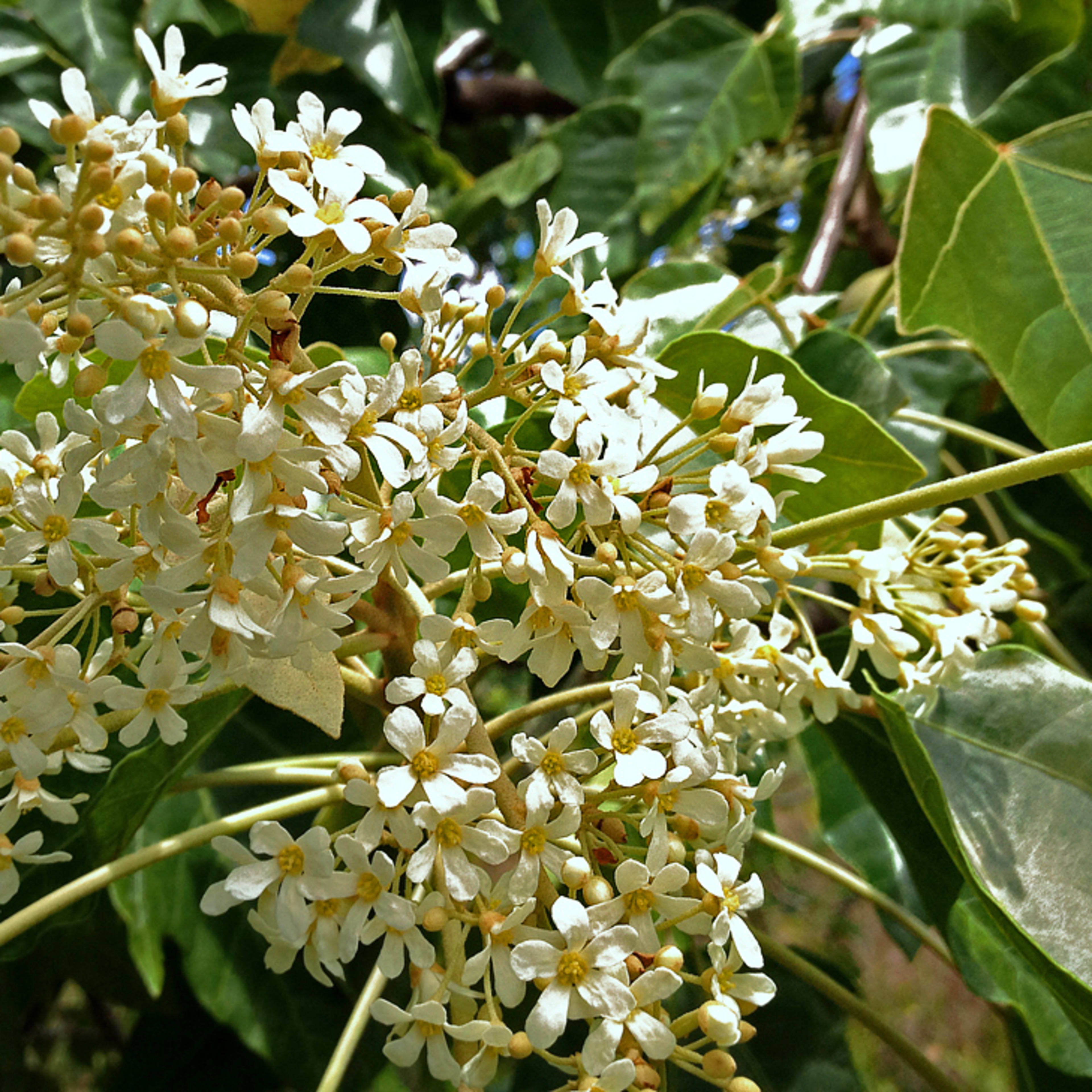Pink Tropical Flowers With Photos and Planting Tips - Dengarden