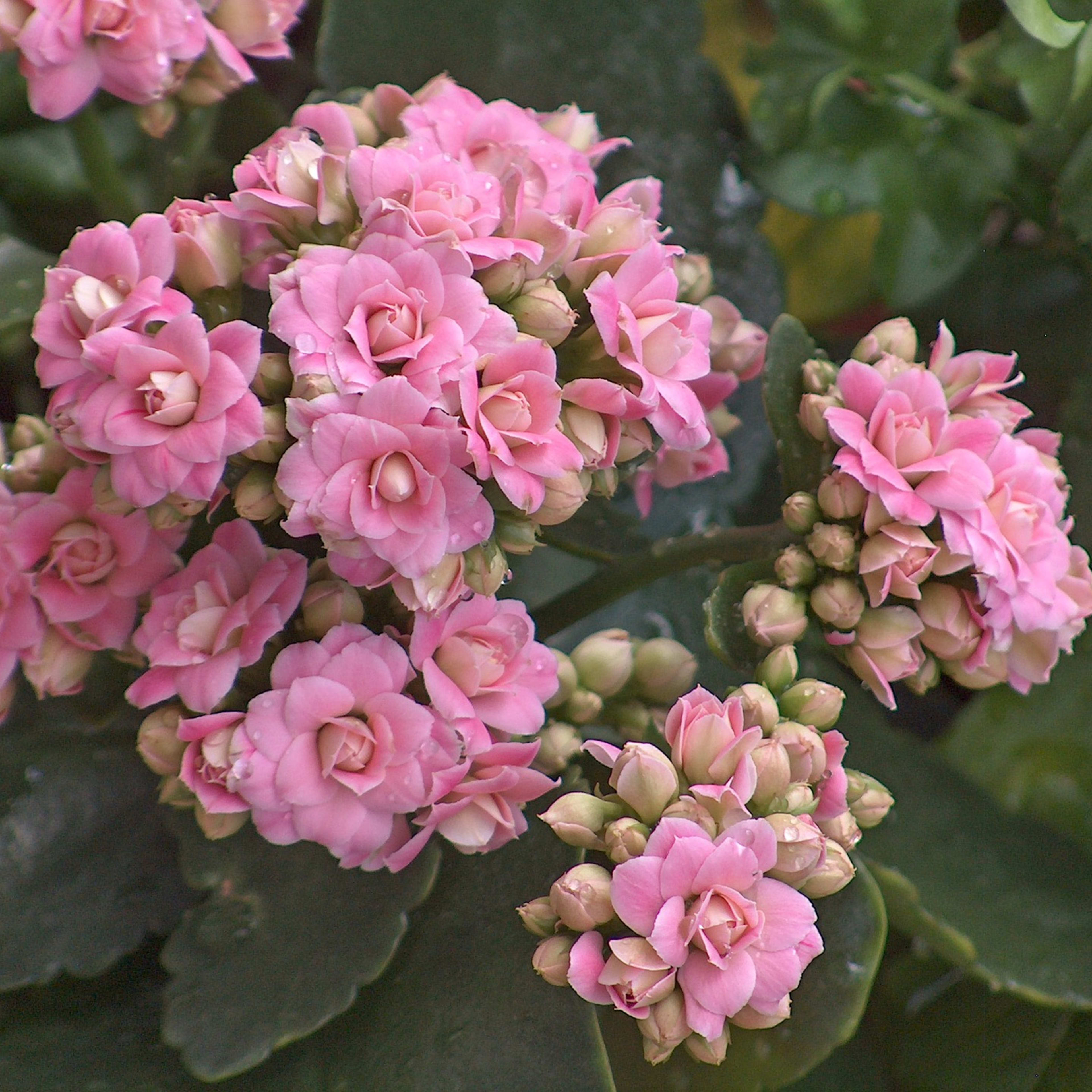 How to Grow and Care for Pink Princess Philodendron - Dengarden