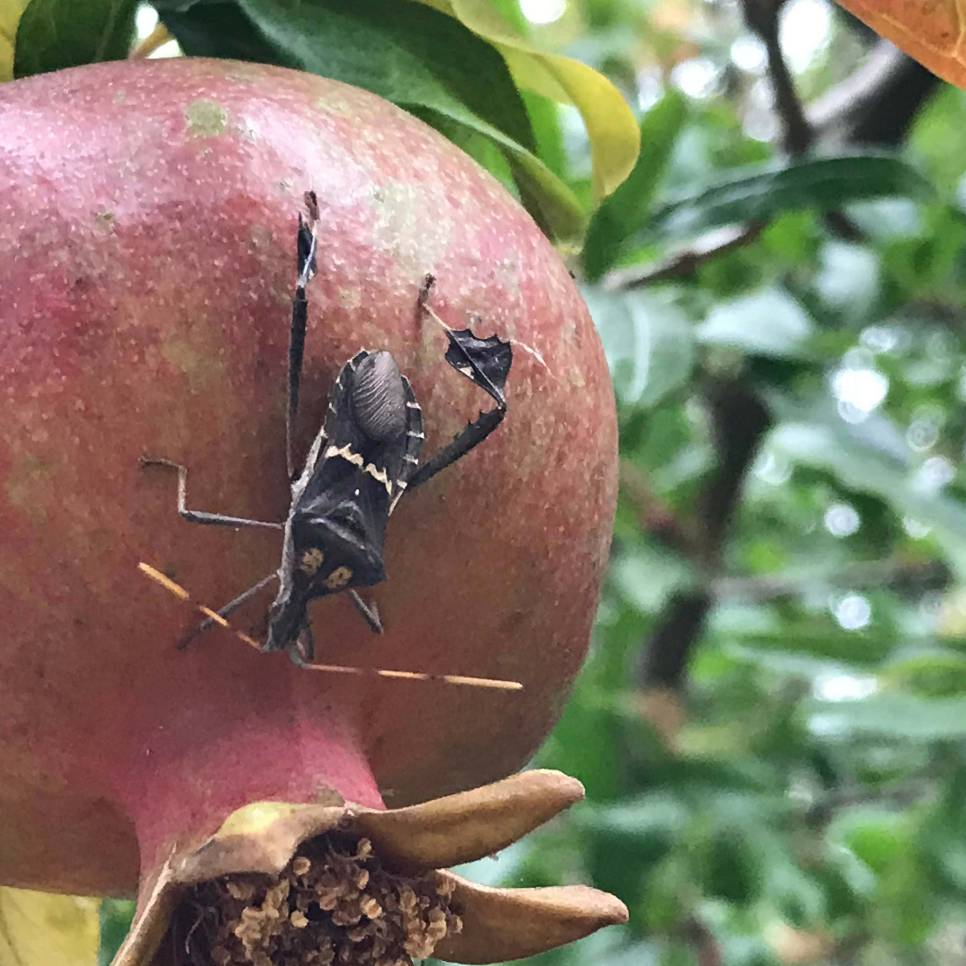 Woolly Aphids: What They Are and How to Get Rid - Dengarden