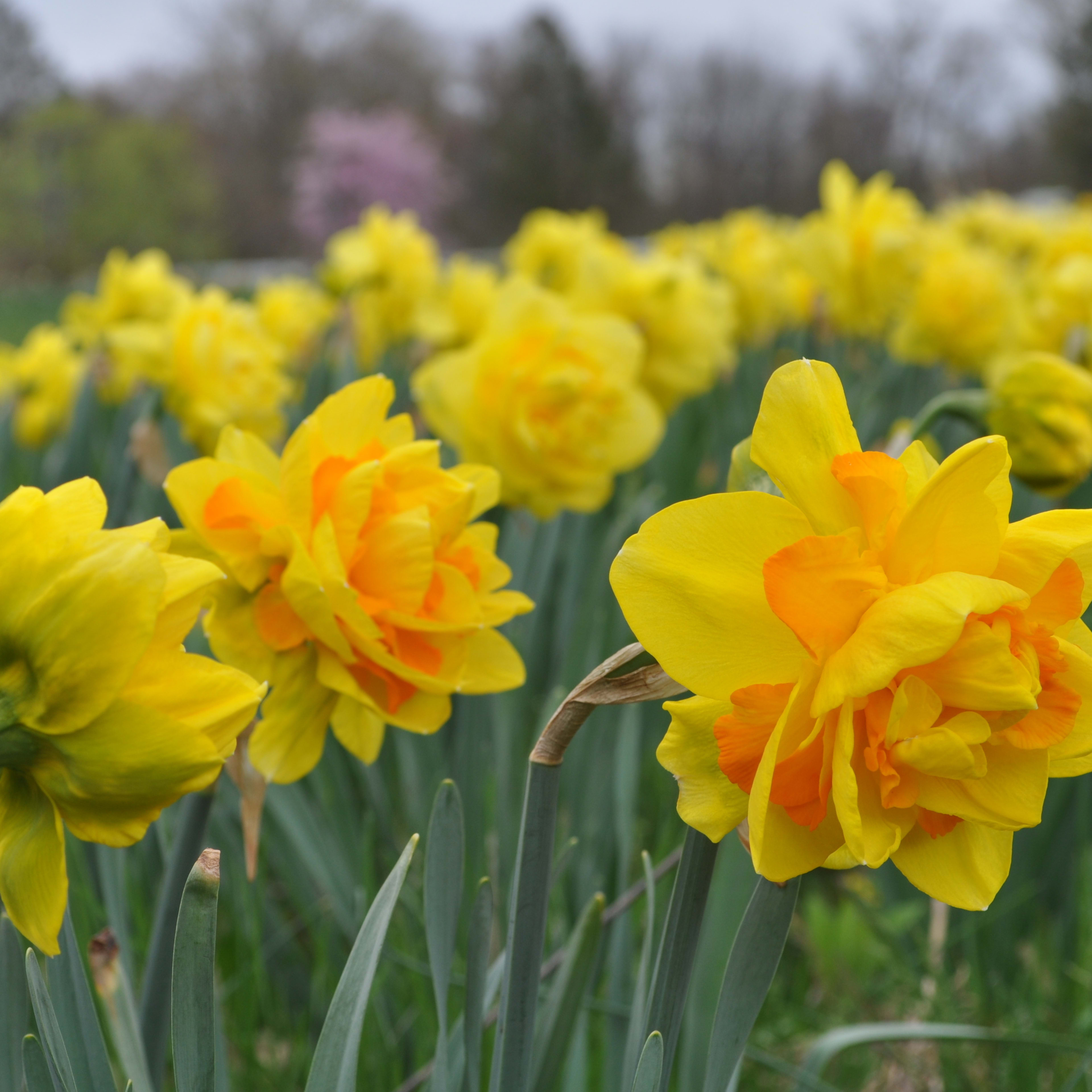 Proven Ways to Protect Tender Perennials From Frost - Dengarden