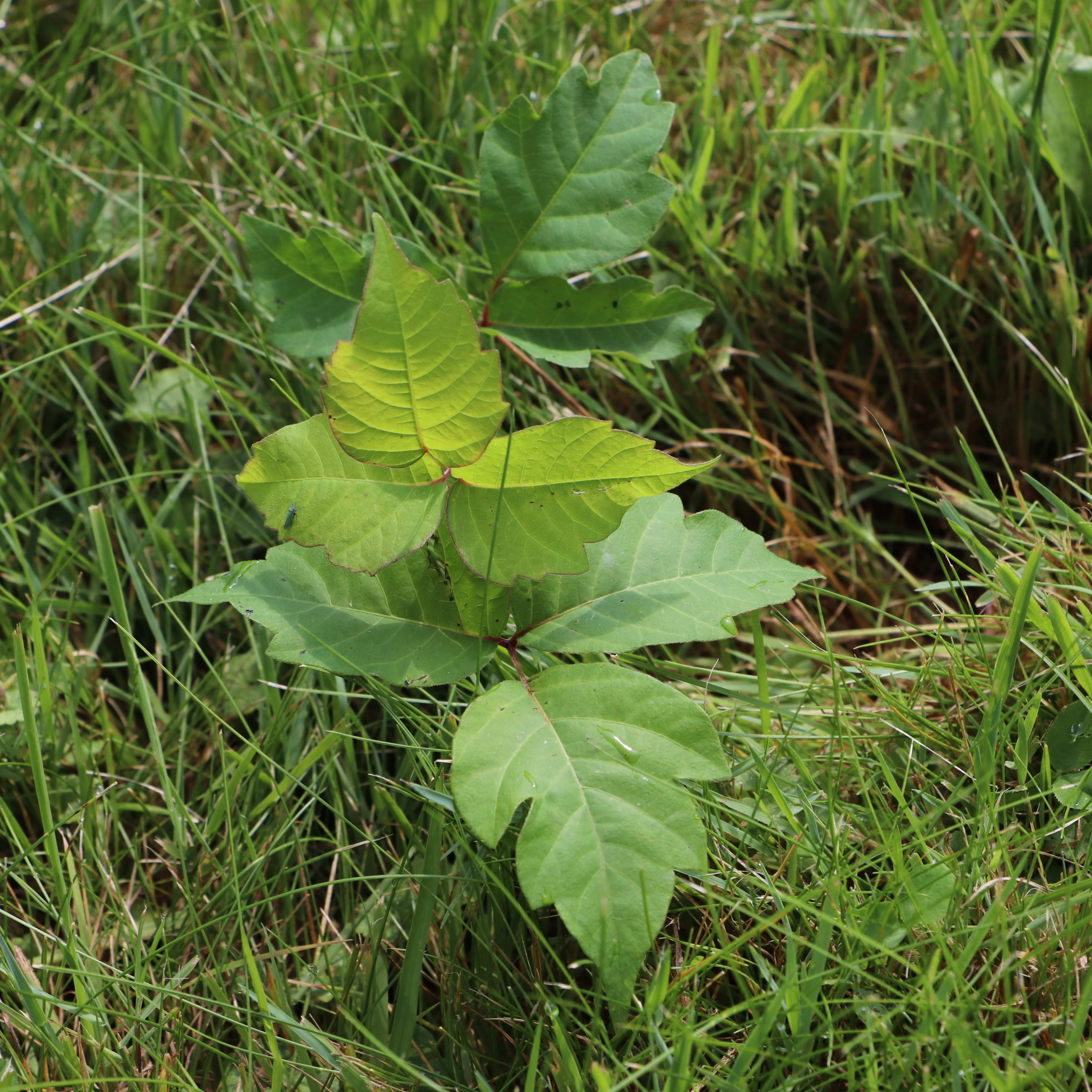 Mesophytes: Our Everyday Flower Garden Plants - Dengarden