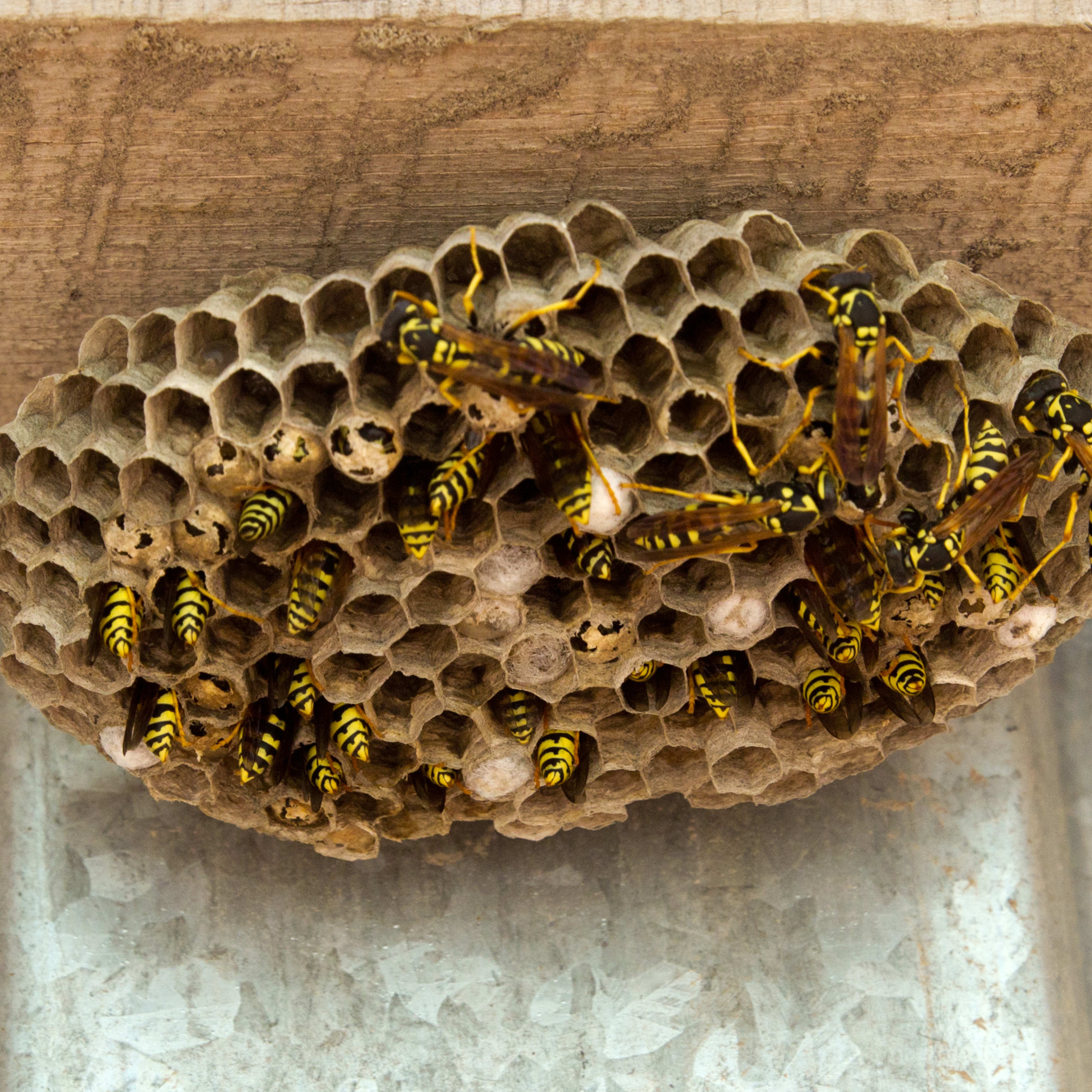 What is a Giant Cicada Killer Wasp? Photos & Info on This Intimidating ...