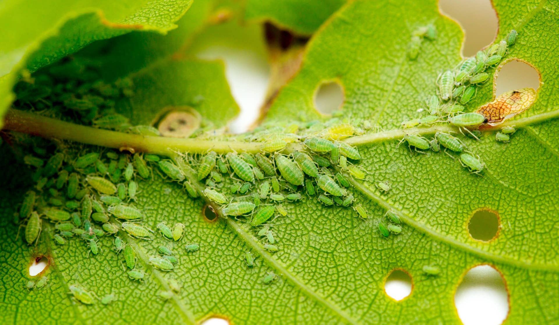 Aphids