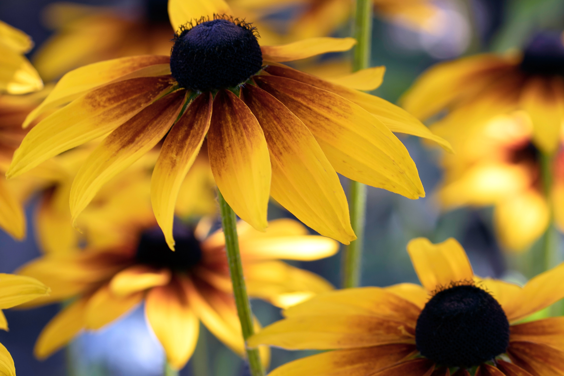 Lowe's Reveals the Top Plants That Will Last Through Summer - Dengarden