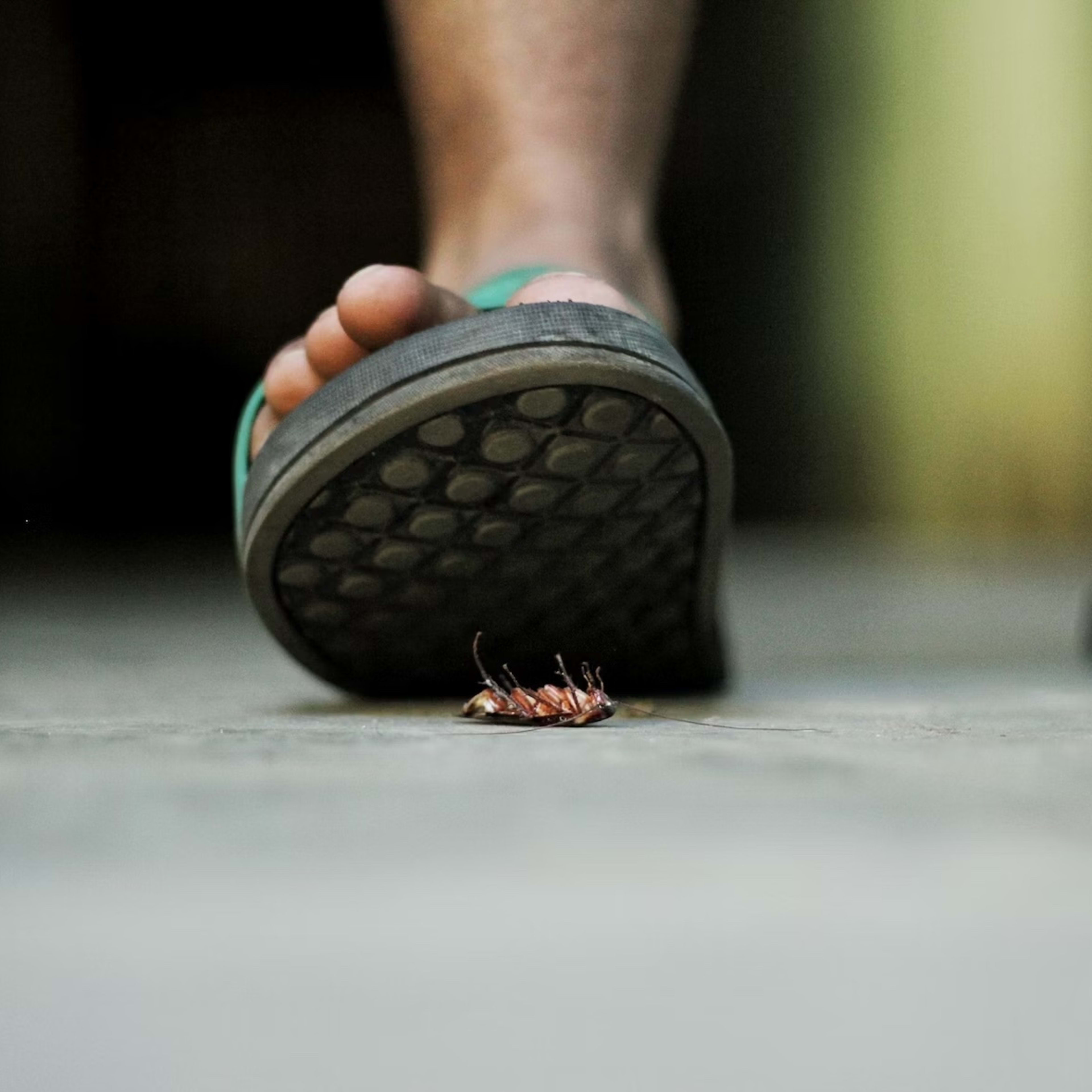 How to Identify and Deal With Insects in Your Kitchen - Dengarden