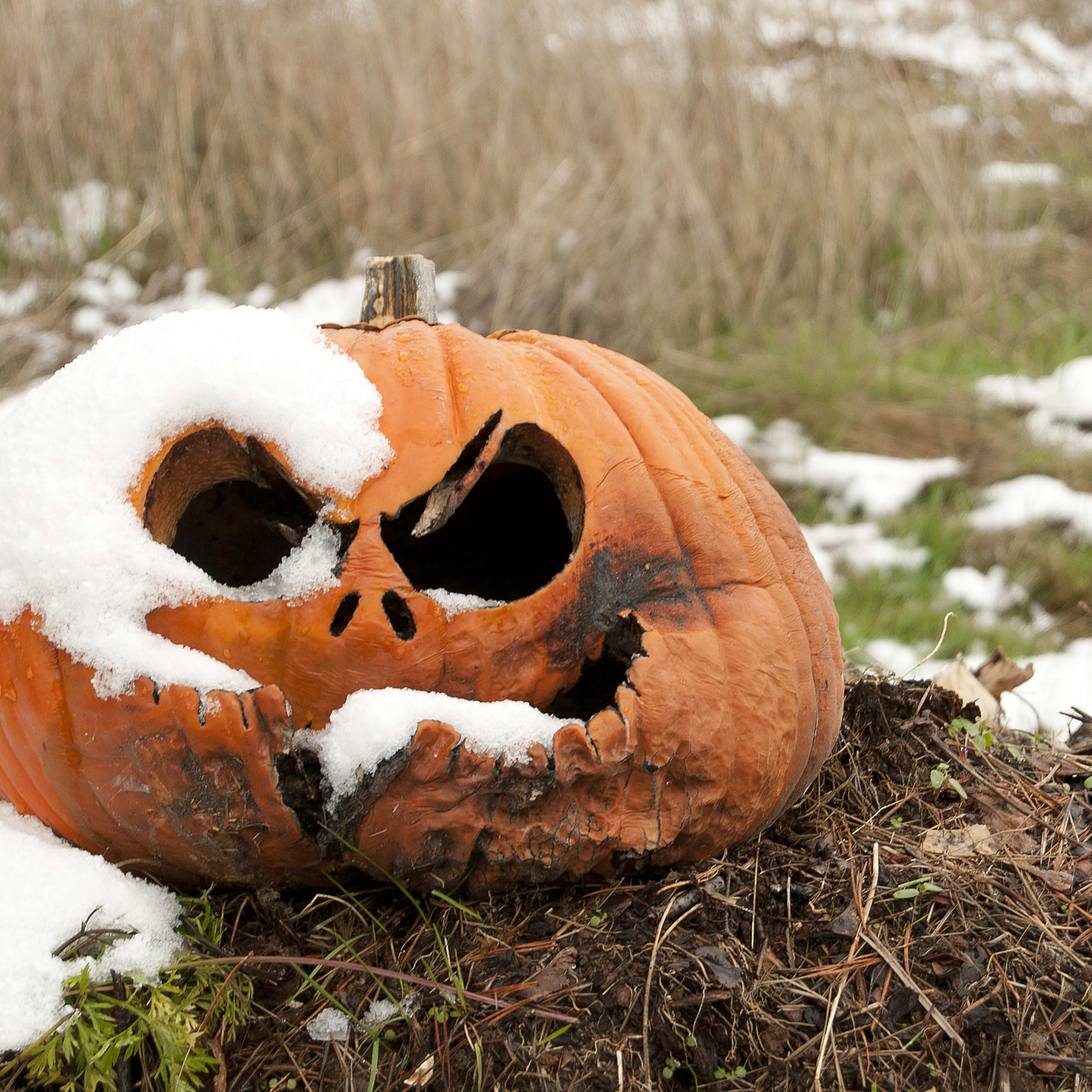 How To Build a 'Magical' Pumpkin Arch in The Garden - Dengarden