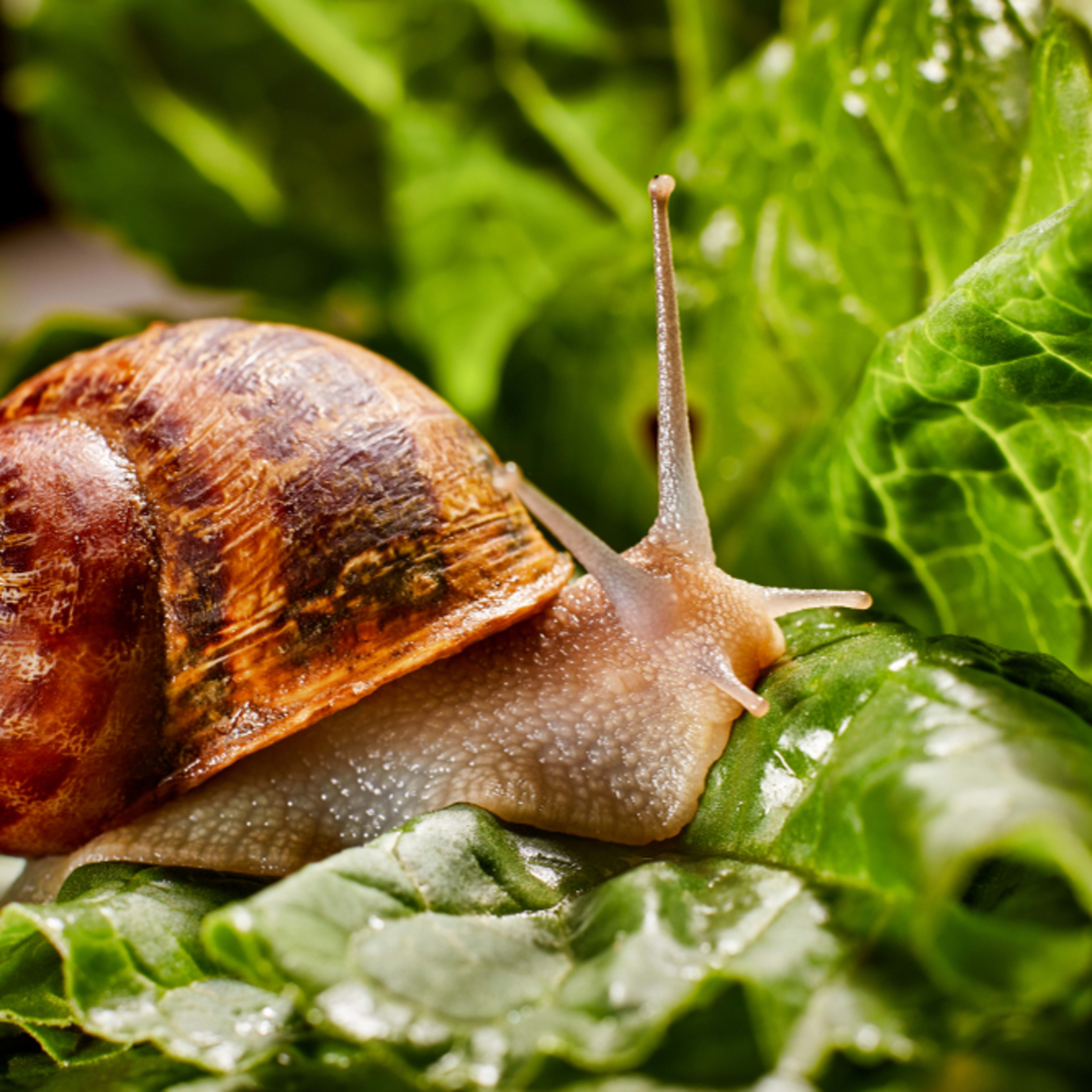 Snail