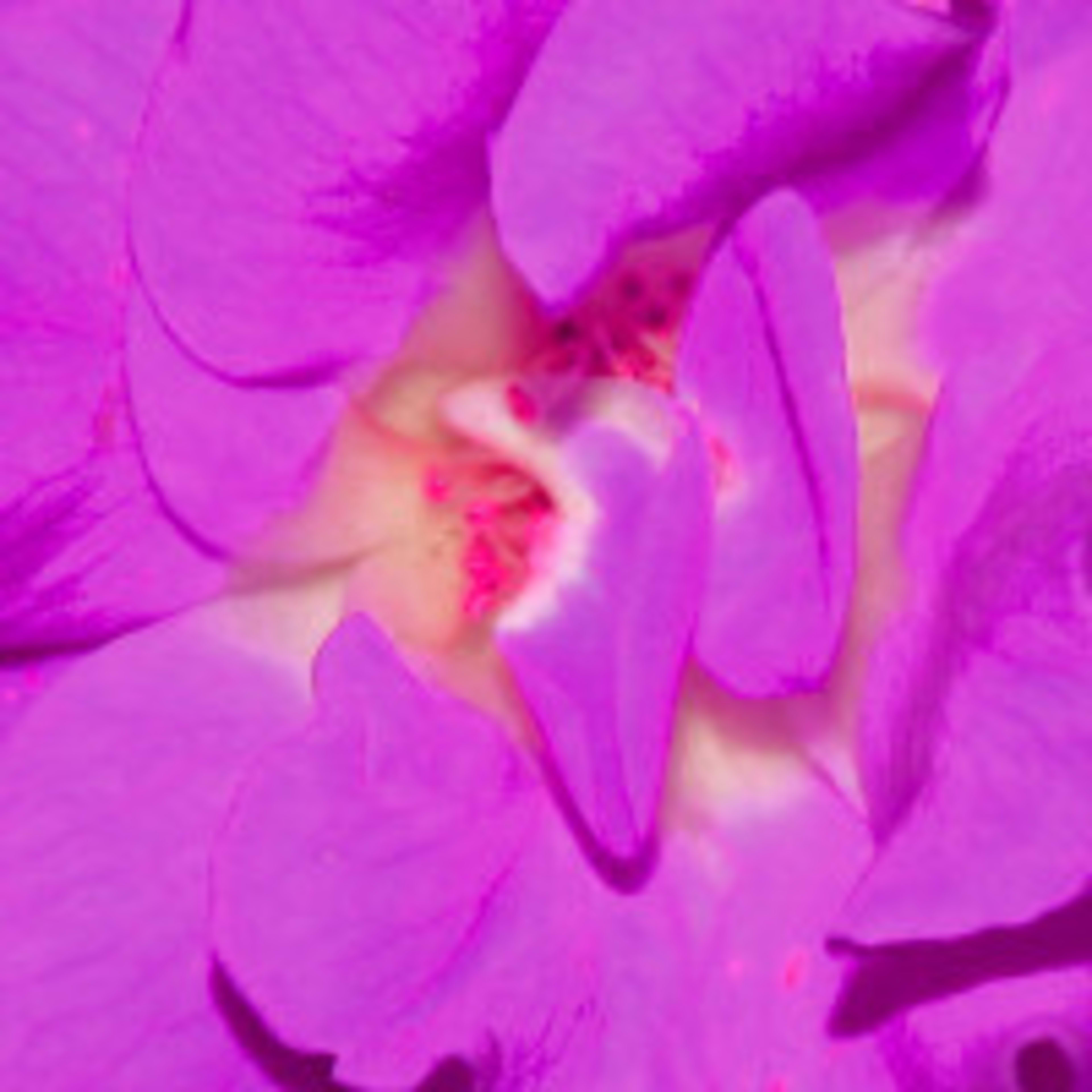 Landscaping With Pink Rainbow Shower Trees (Cassia) - Dengarden