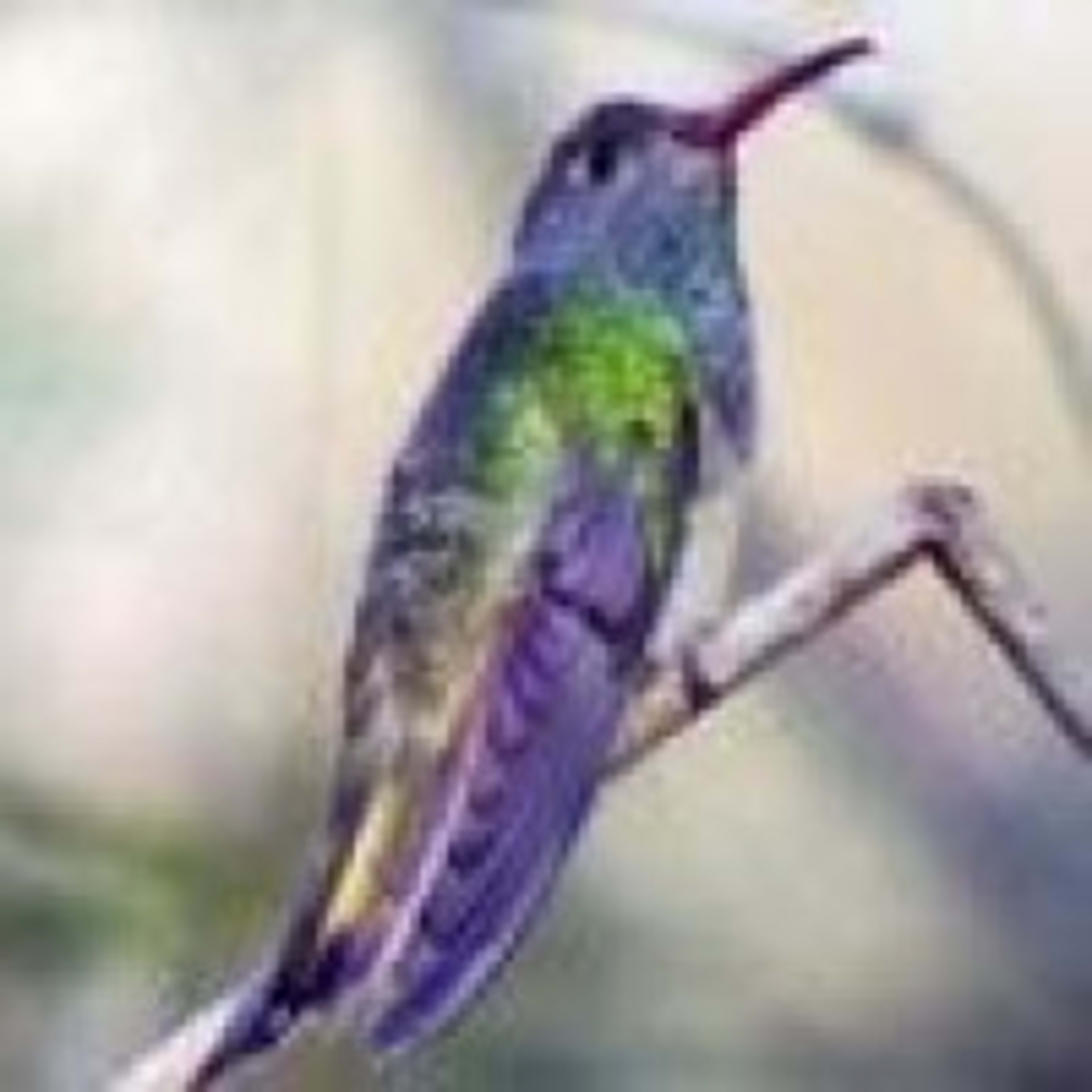 How to Grow Lablab (Hyacinth Bean) - Dengarden