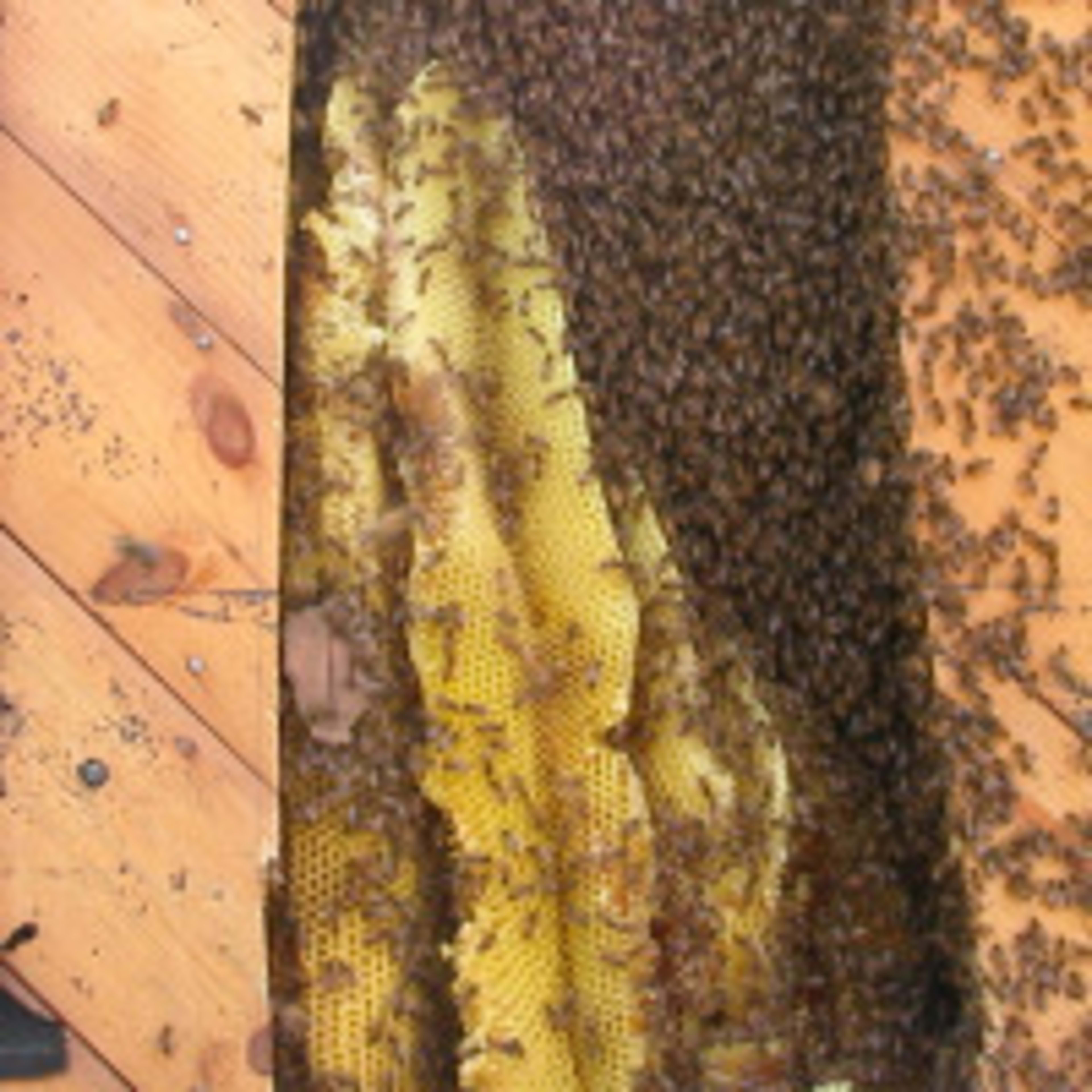 7 Benefits of Making Fall Splits to Bee Hives - Dengarden