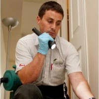 6 Effective Treatments to Get Bed Bugs Out of Your Car - Dengarden