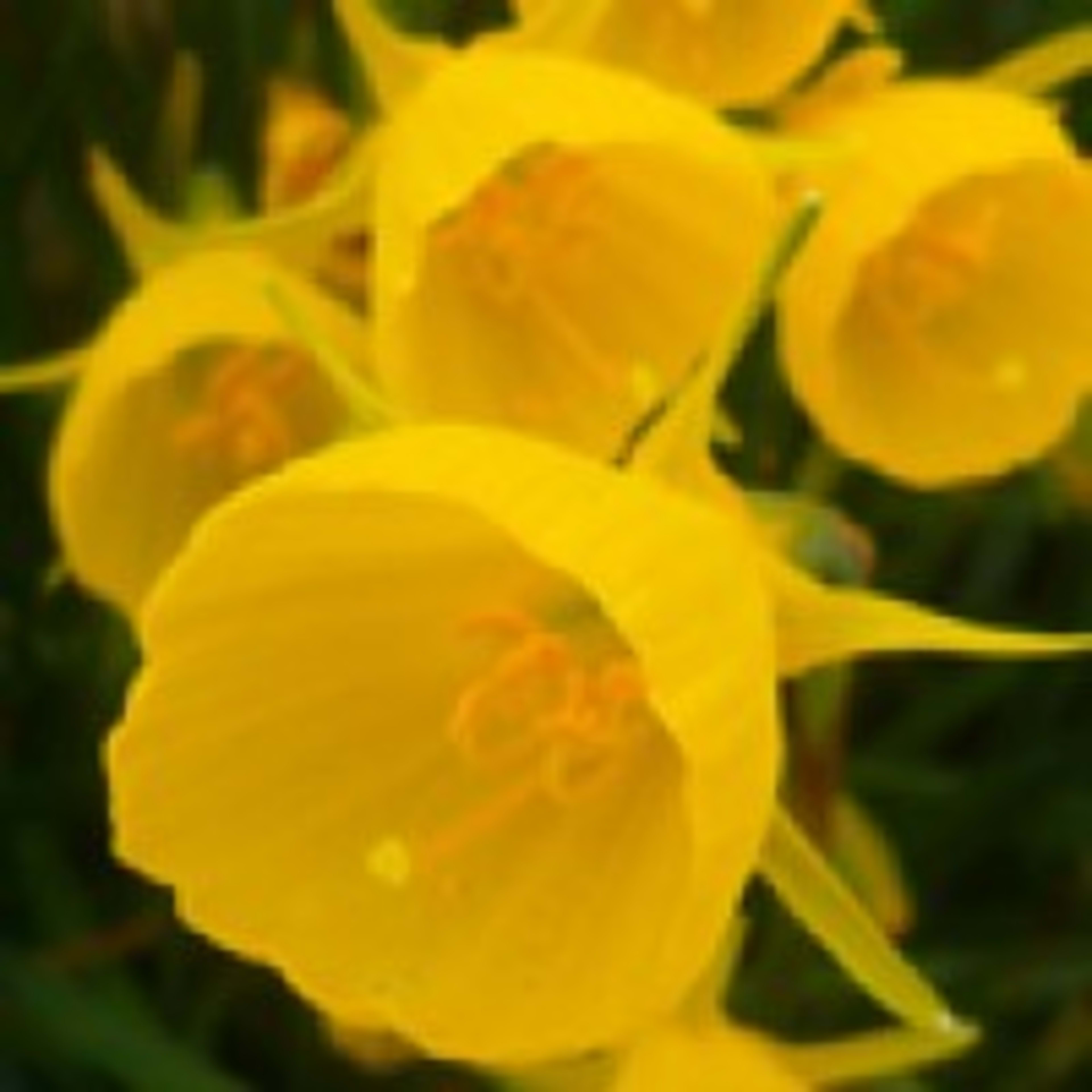 Parrot and Ruffled Tulips - Dengarden