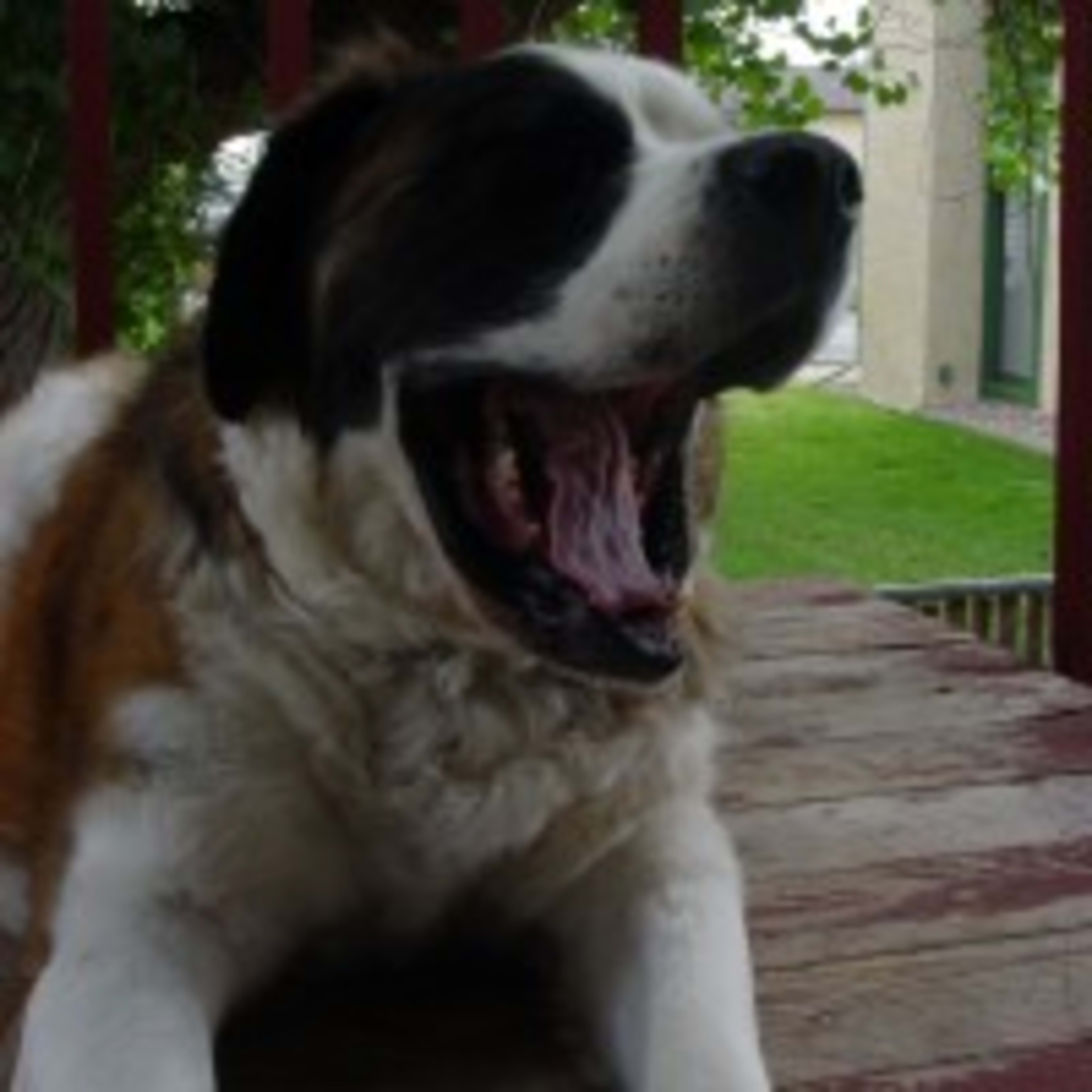 Growing the African Red Devil Pepper Plant - Dengarden