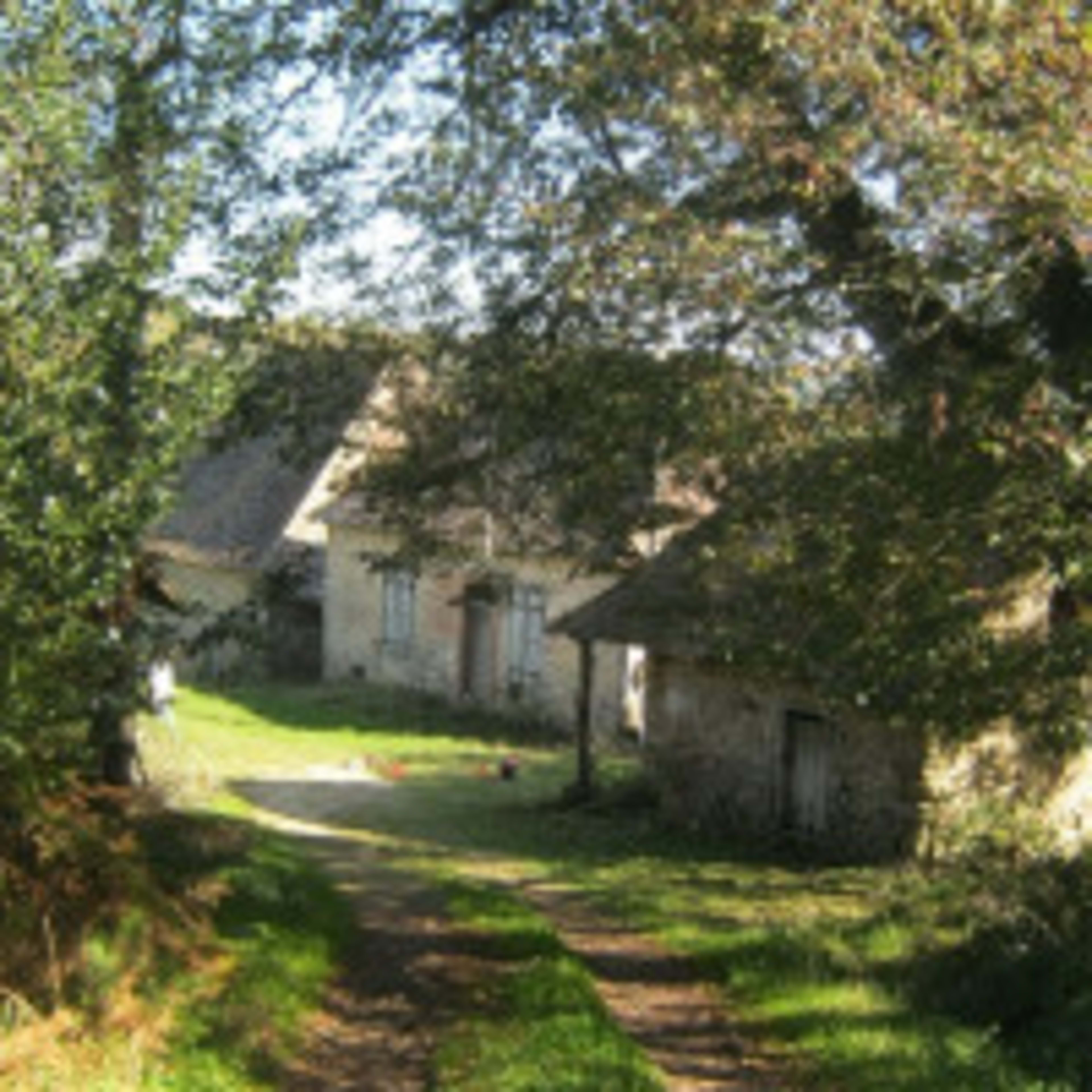 What Is a Medlar Fruit (Musmula) & Where Do They Come From? - Dengarden