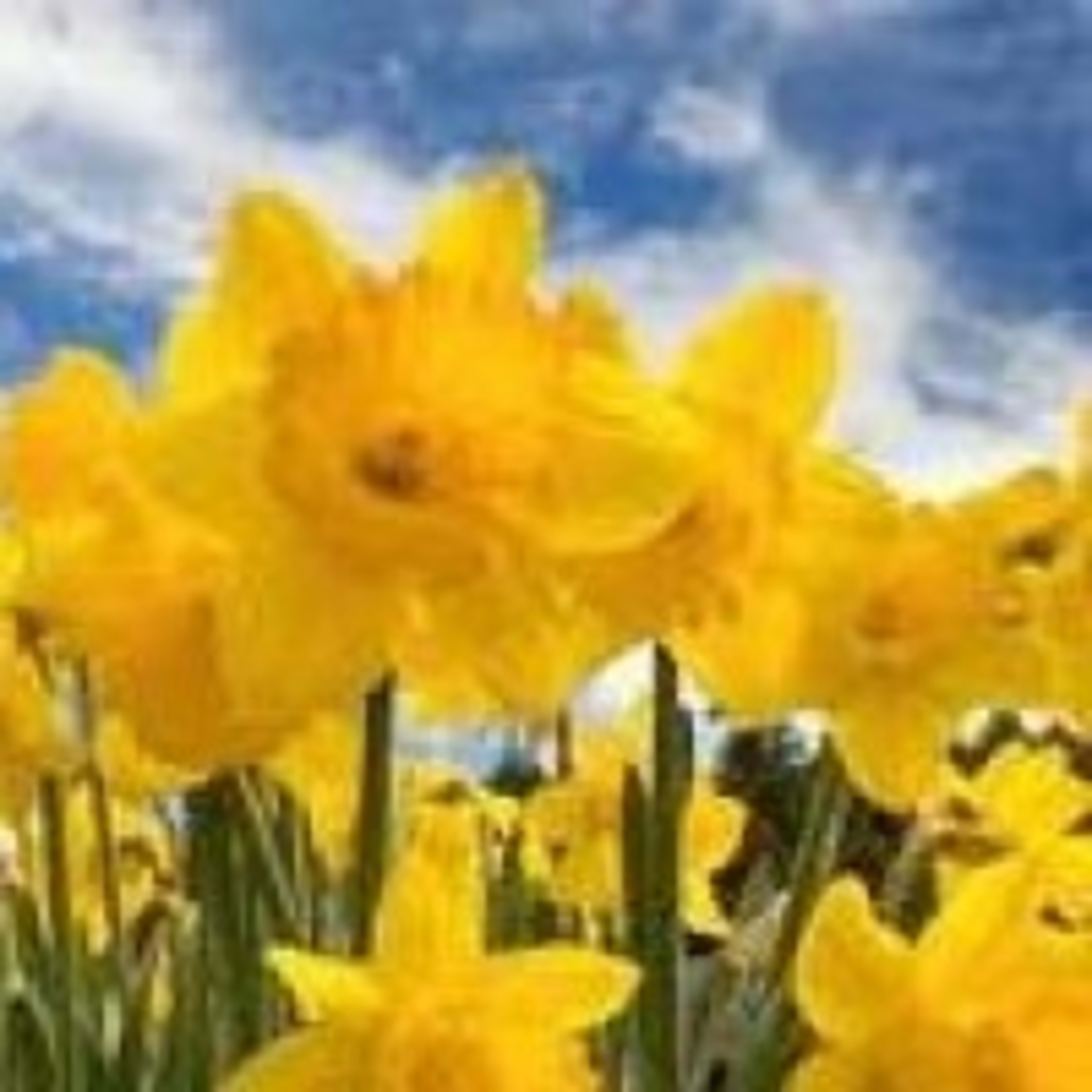 Overgrown Lawn? How to Cut Long Grass - Dengarden