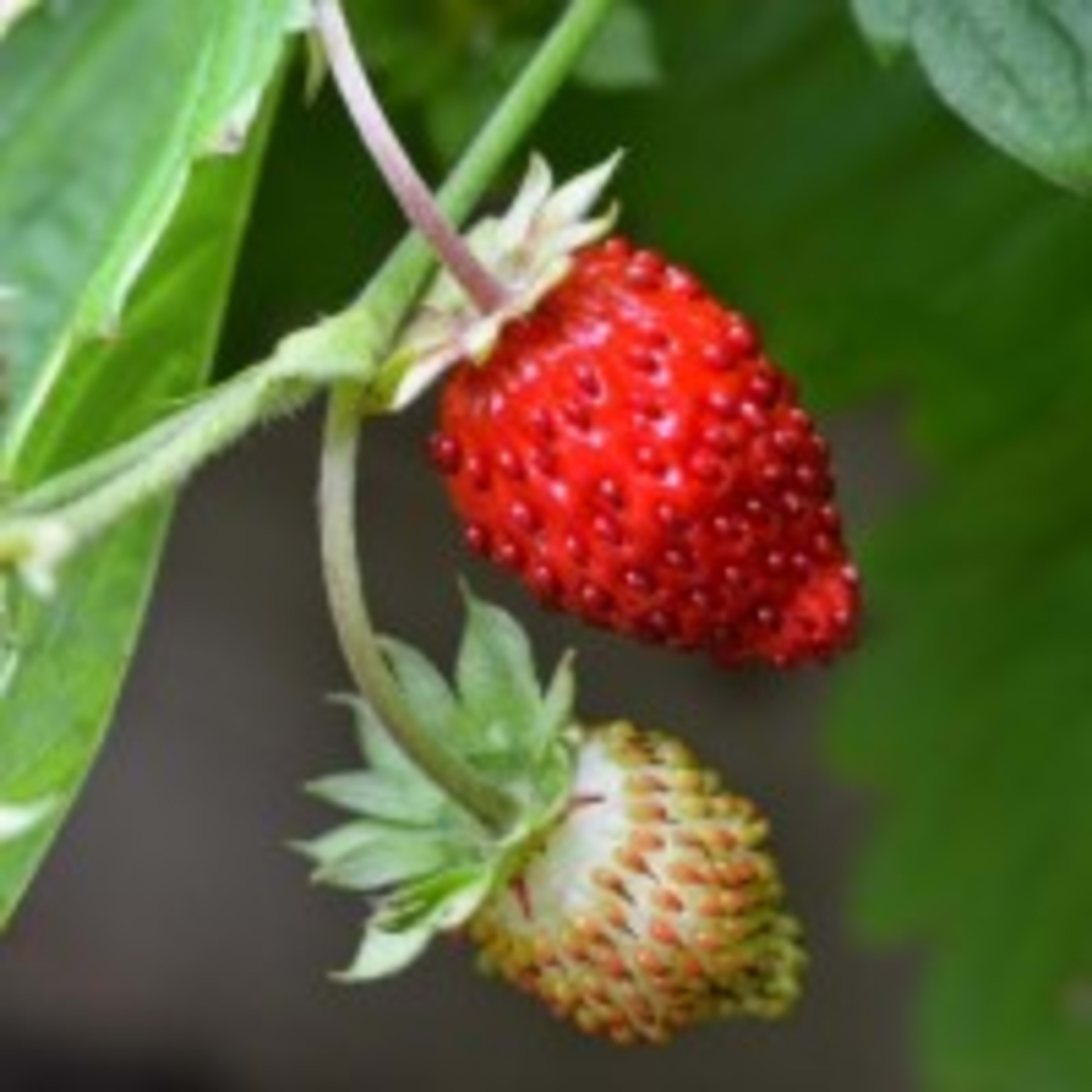 How to Grow and Keep Moss Alive - Dengarden