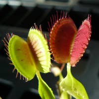 Facts and Myths About Caring for a Venus Flytrap Indoors - Dengarden