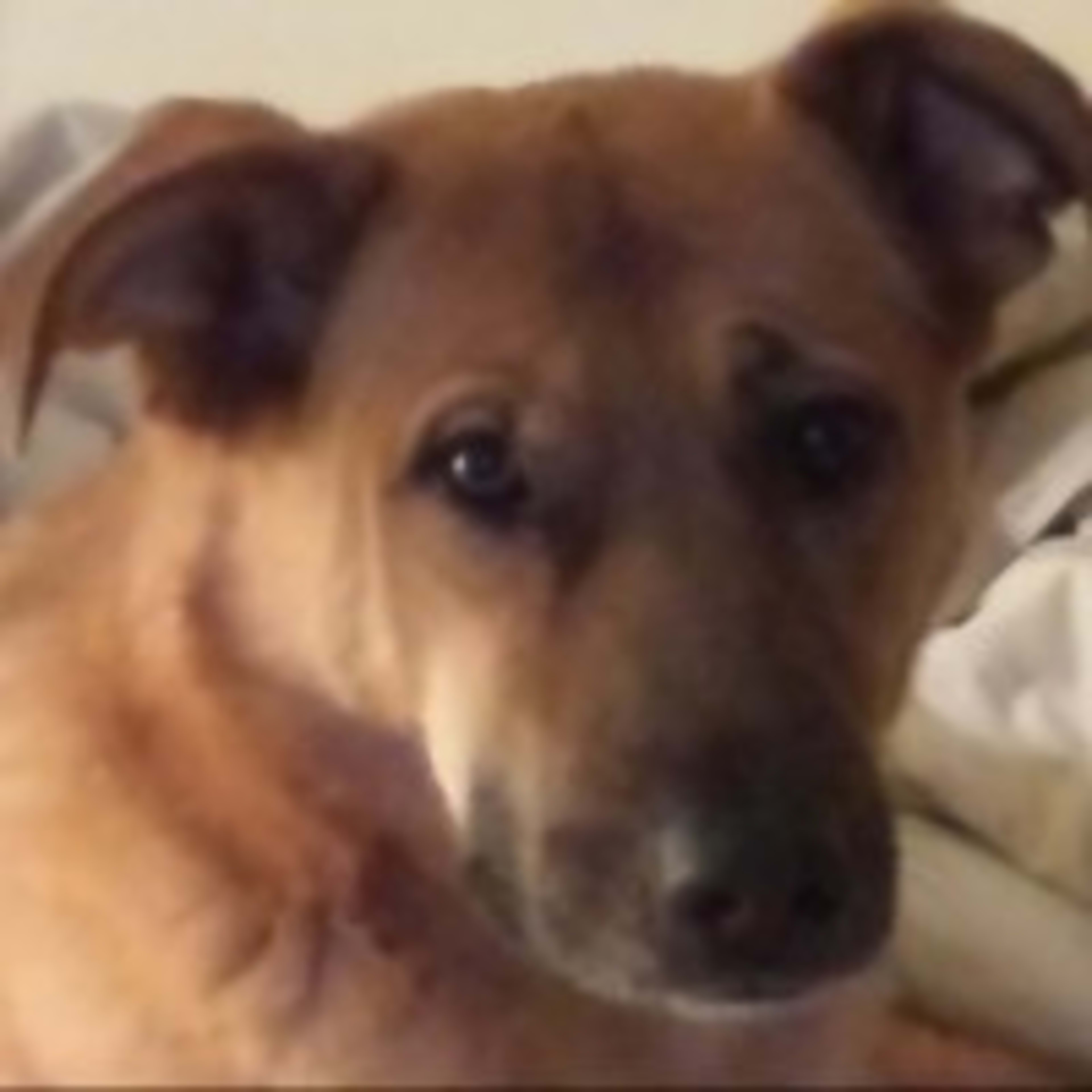 Pollinate Your Garden With Native (Mason) Bees - Dengarden