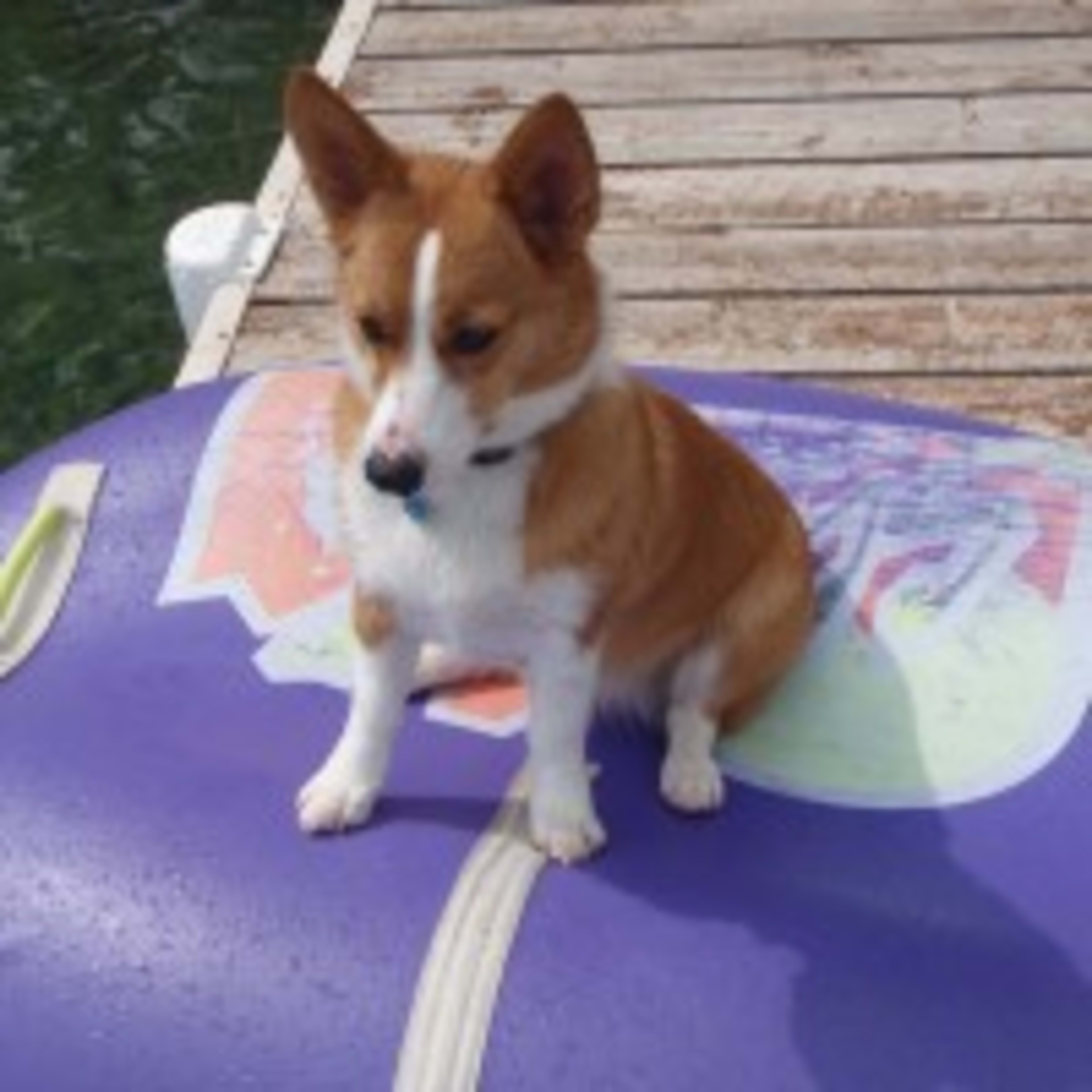 Miniature Farm Animals: A Guide to Miniature or Small Livestock - Dengarden