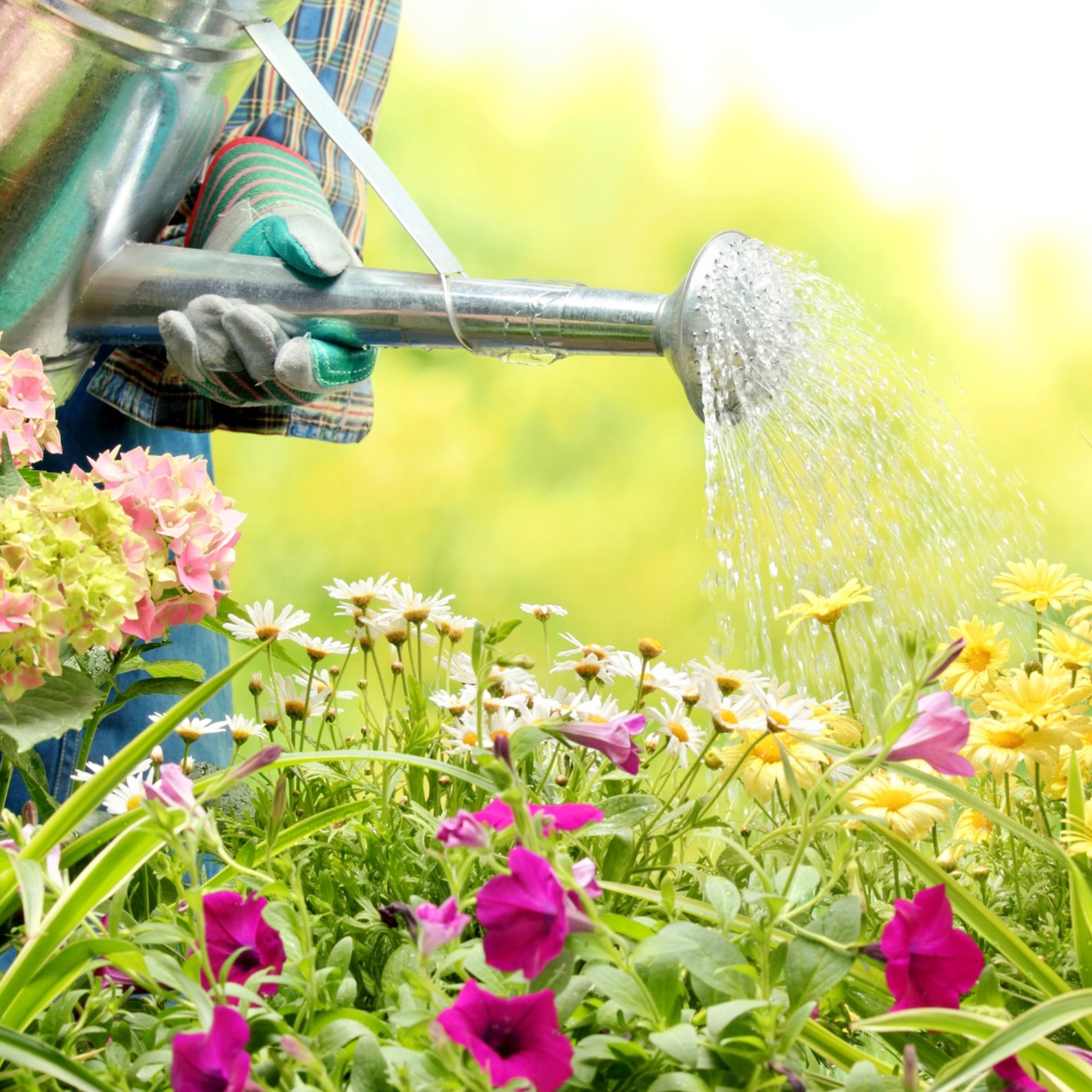 3 Beginner-Friendly Flowers for a Cut Flower Garden - Dengarden