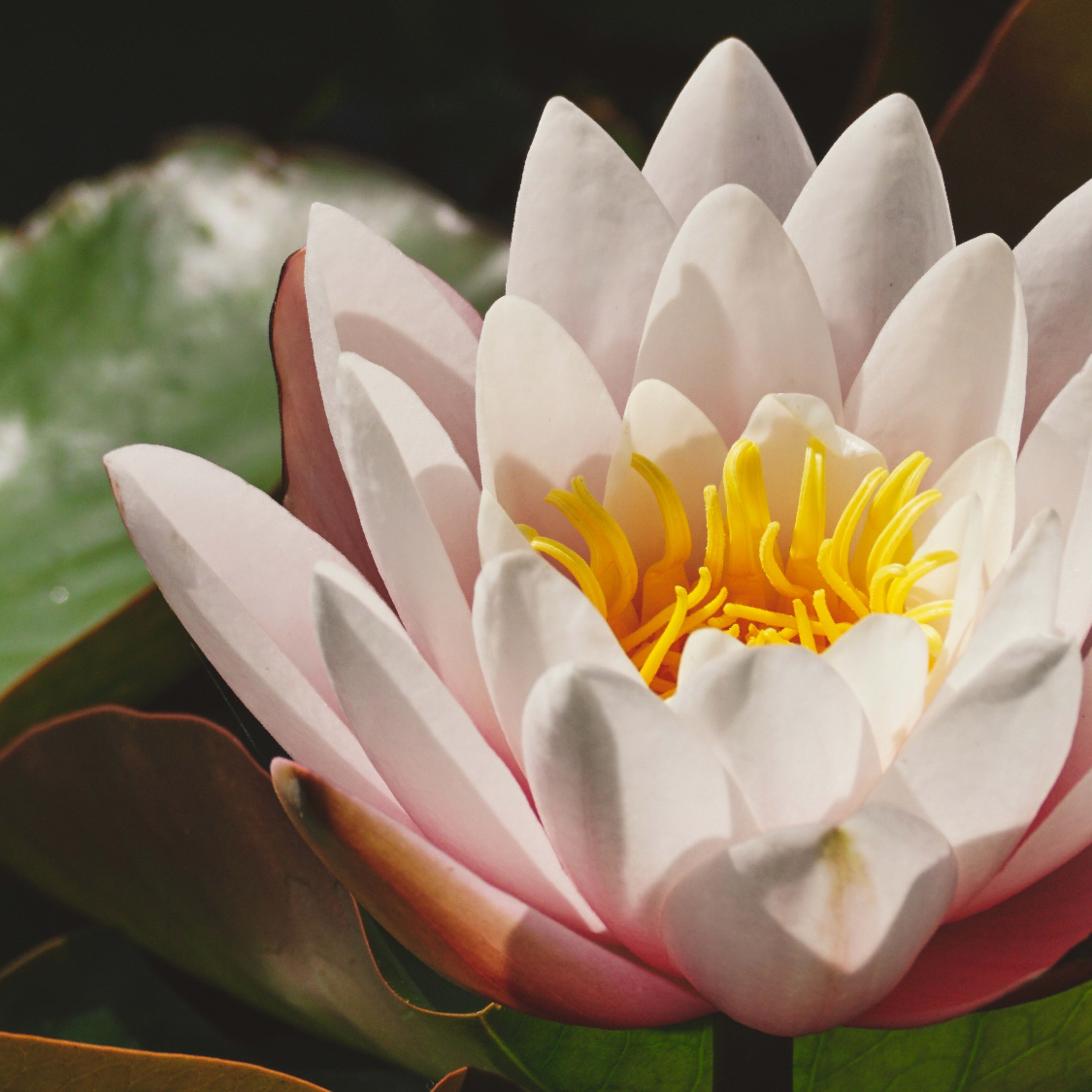 Tips and How-Tos for Planting Flower Gardens