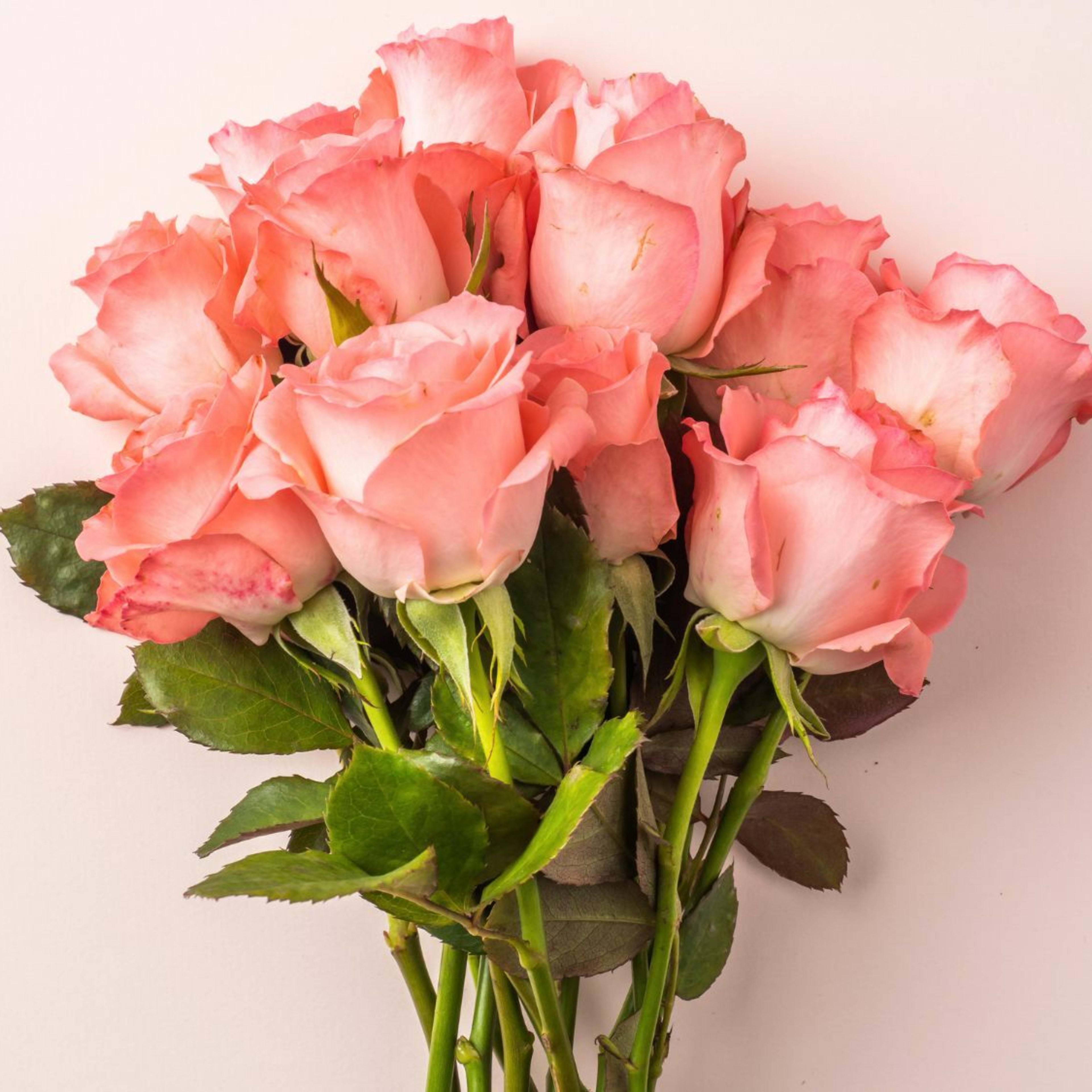 Growing Roses From Seed: Expert Tips for Successfully Starting Your Own ...