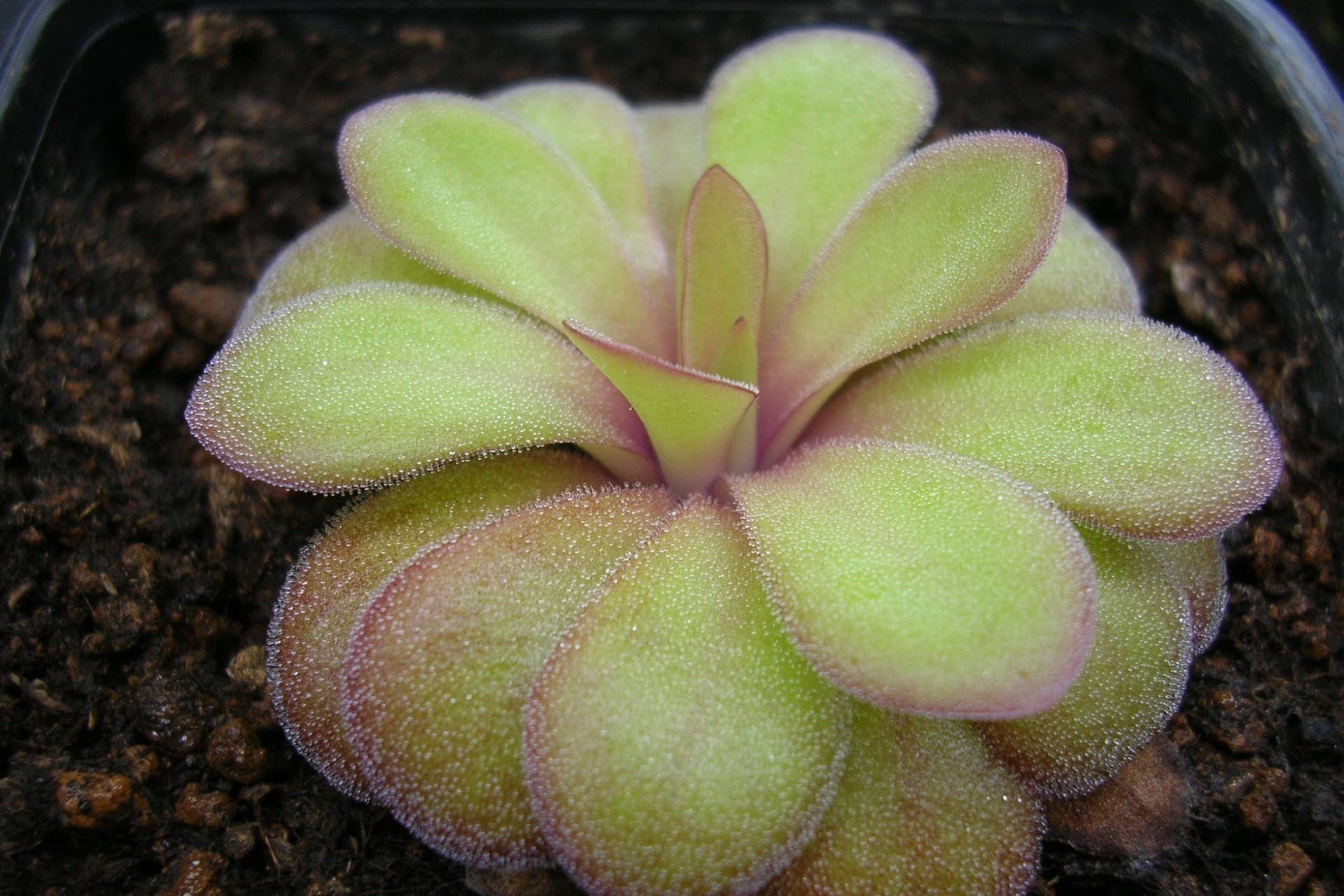 Plantok