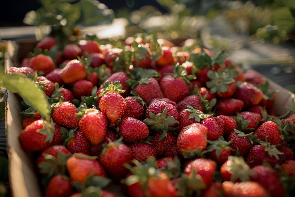Strawberry
