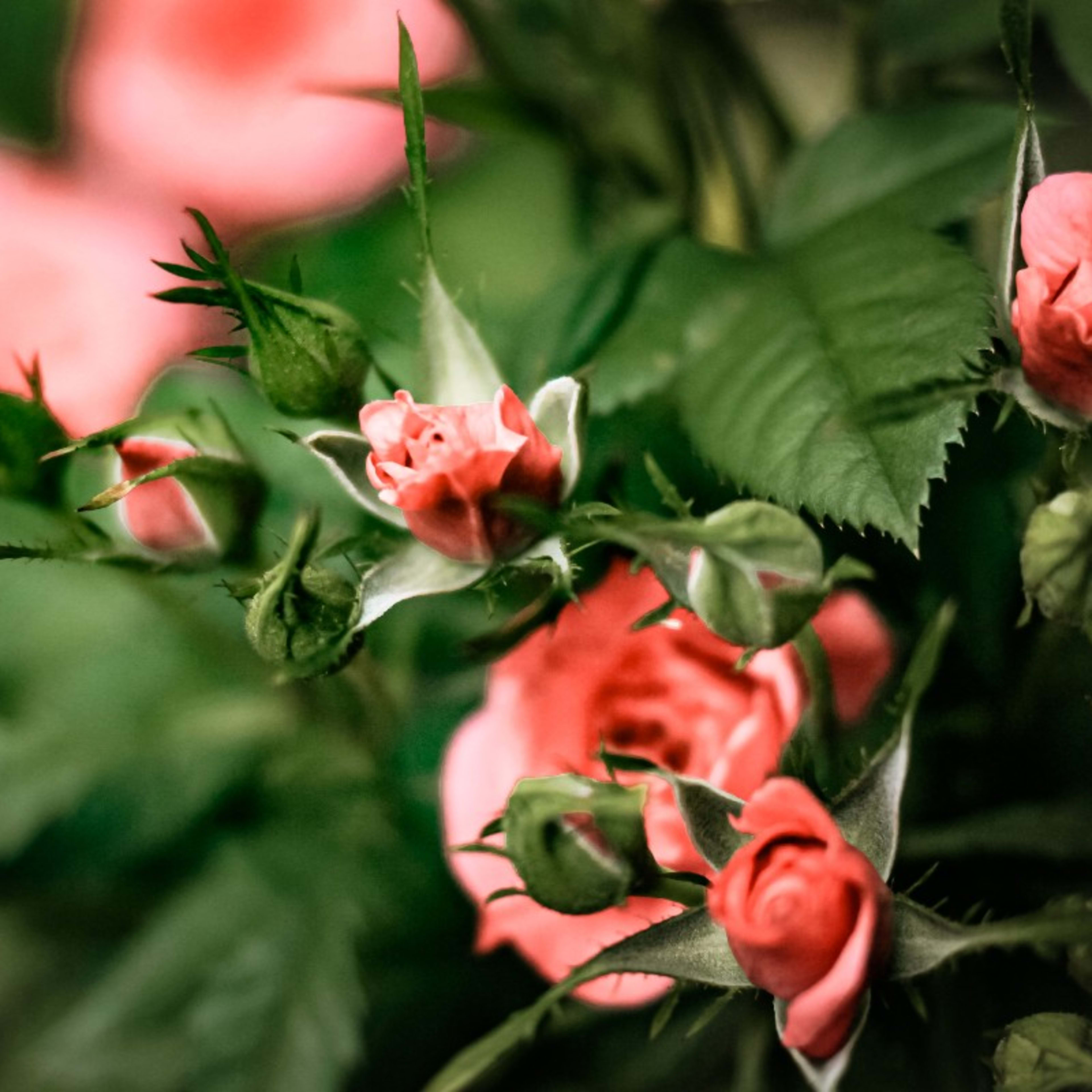 Growing Roses From Seed: Expert Tips for Successfully Starting Your Own Roses - Dengarden