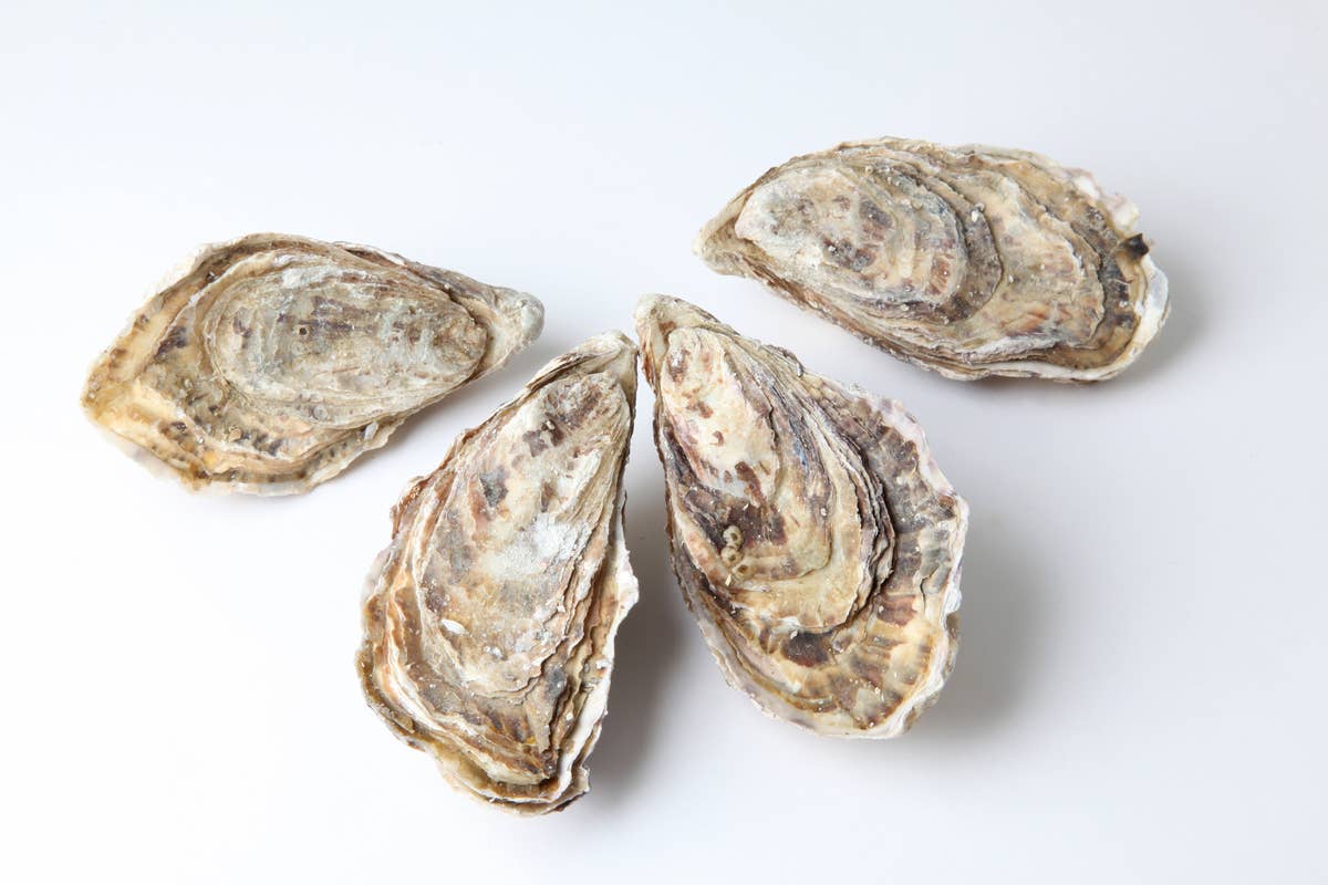 Sea Shell