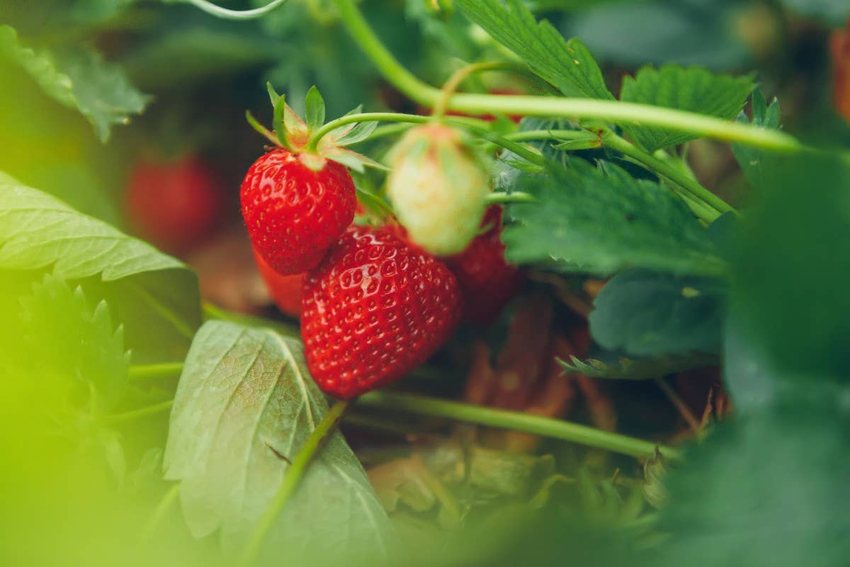 Strawberry
