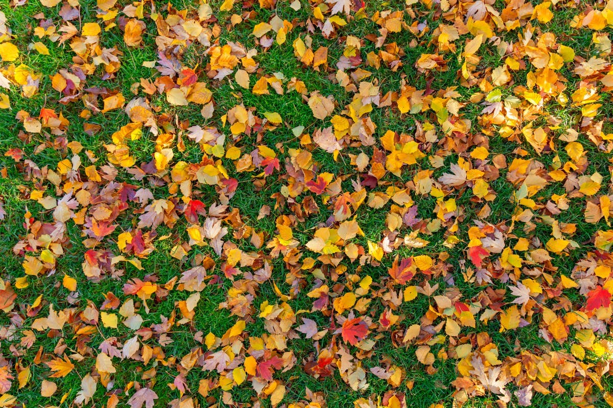 Leaves