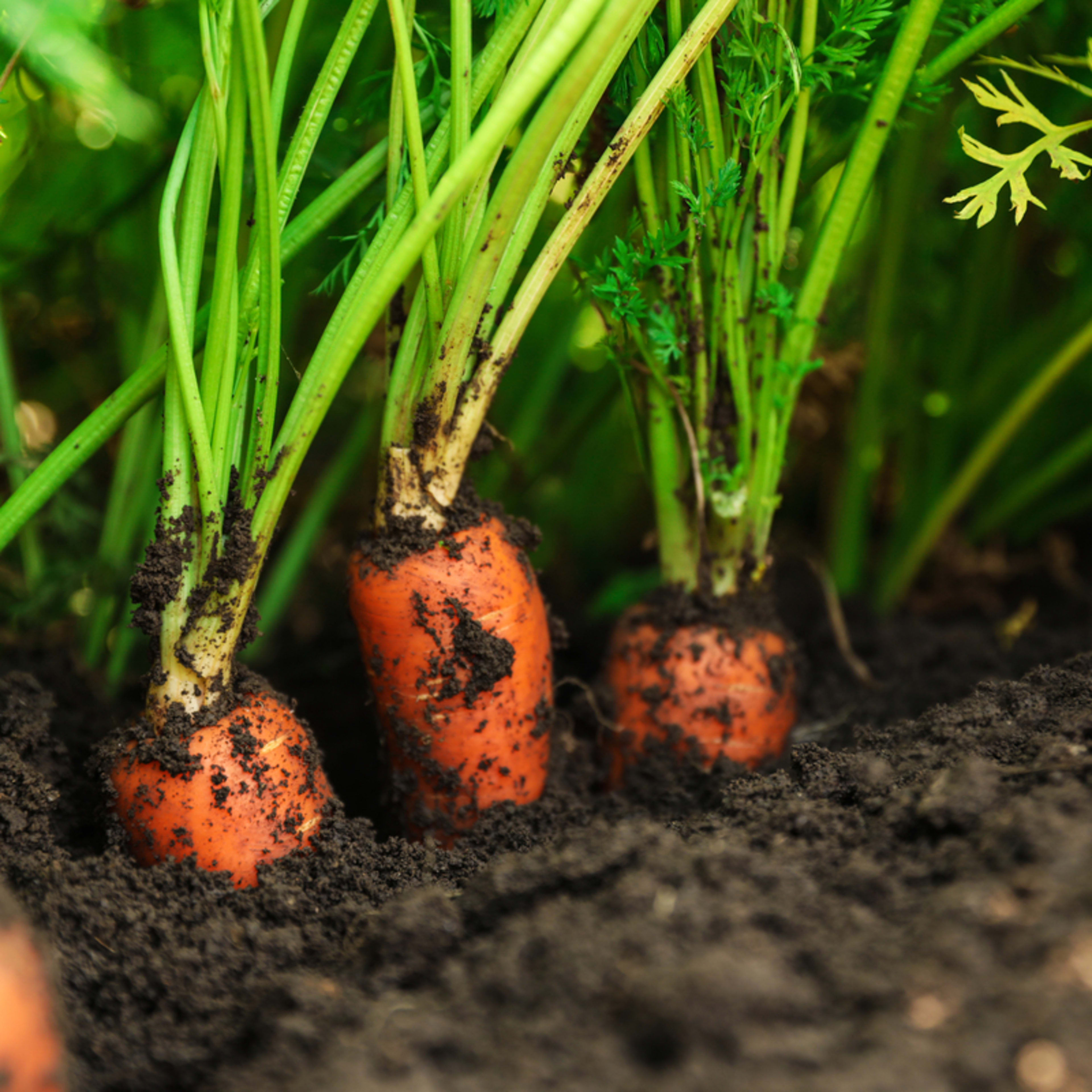 Beloved Brand Is Giving Away a Room Makeover—What to Know - Dengarden