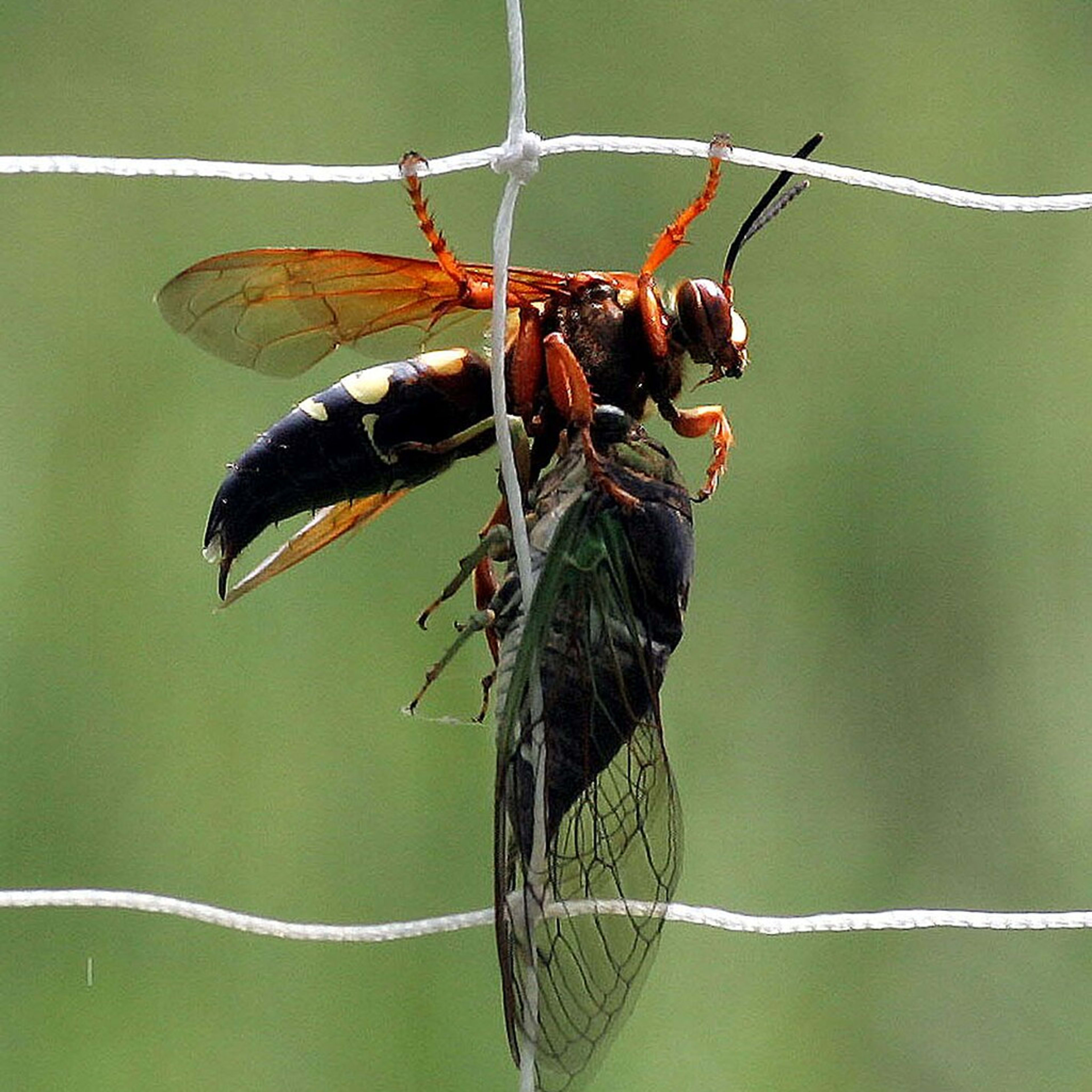 How to Plant and Grow Oriental Lilies