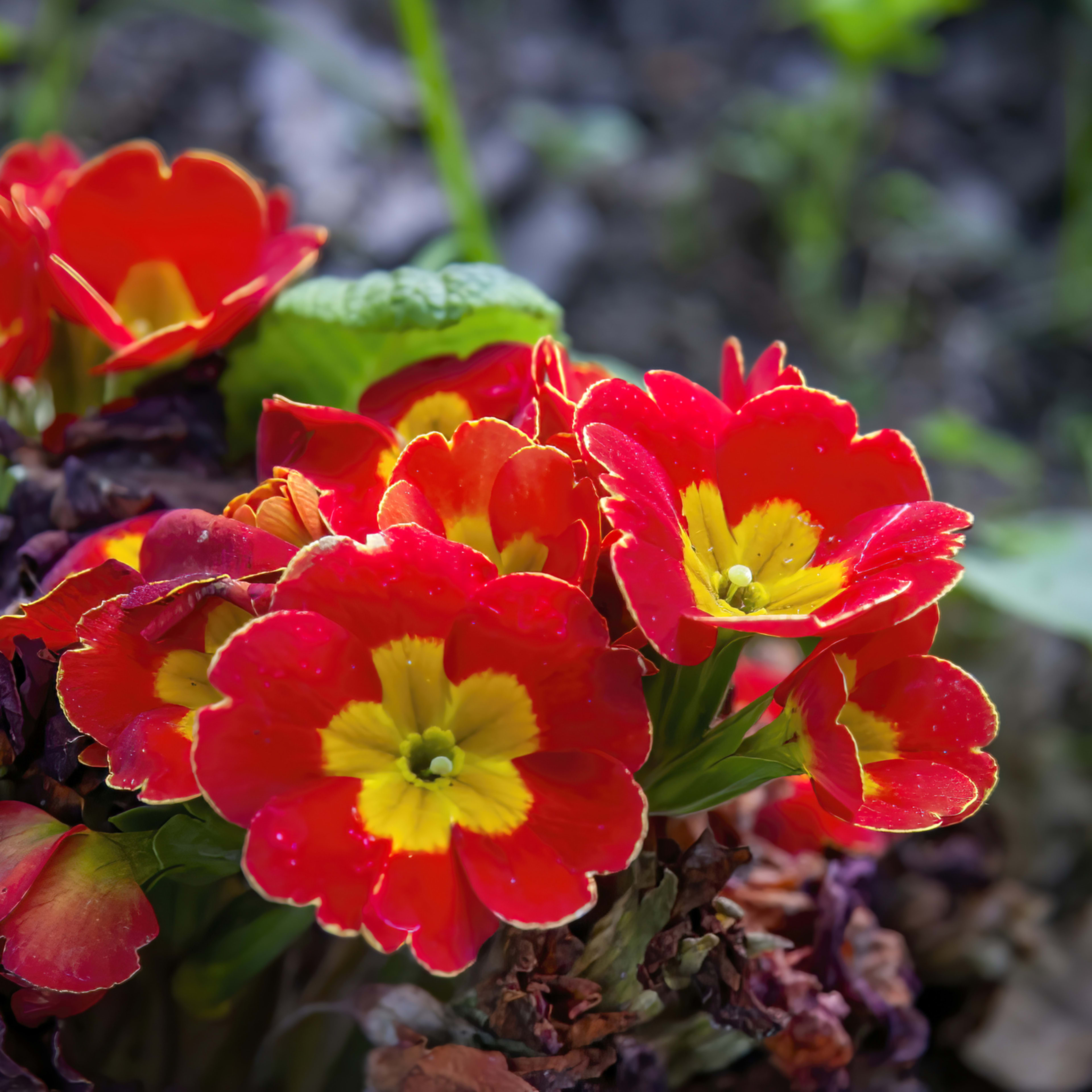 5 Easy Ways to Propagate Plants Using Nature's Methods - Dengarden